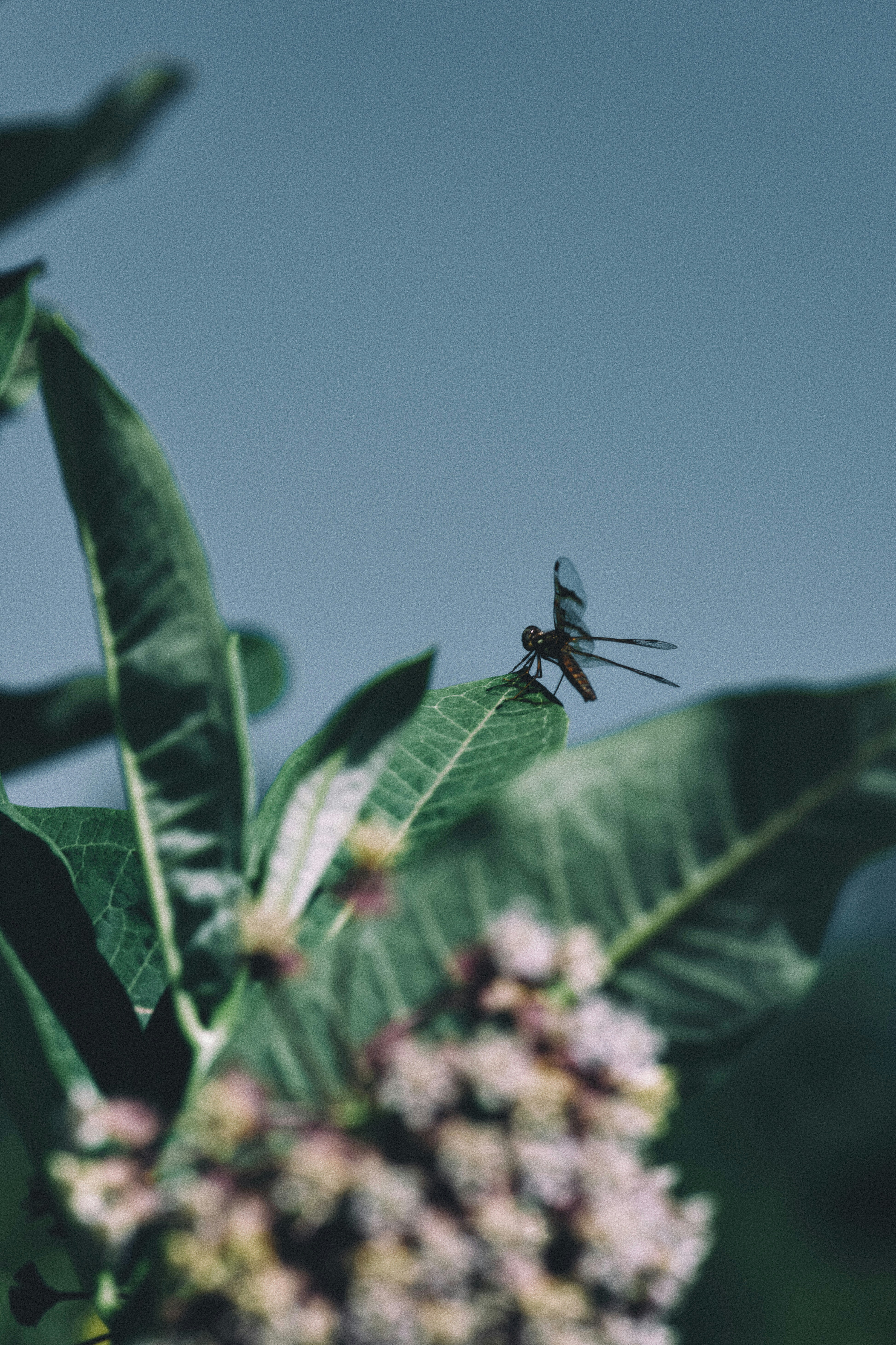 Dragonfly on a Leaf: Silent Moment Above the Blue Sky