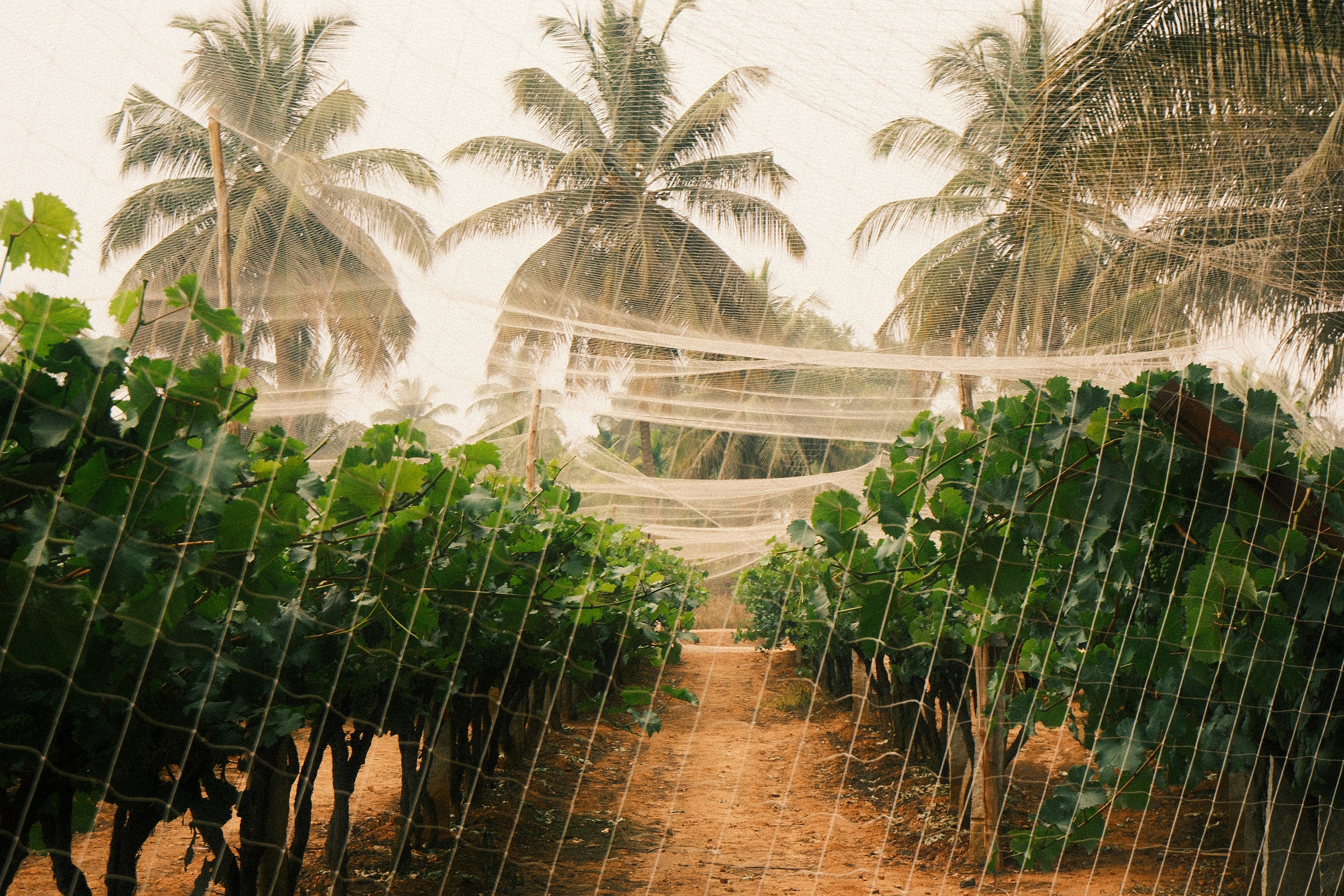 Sunlit Rows of Green Ribbons Beneath a Delicate Net
