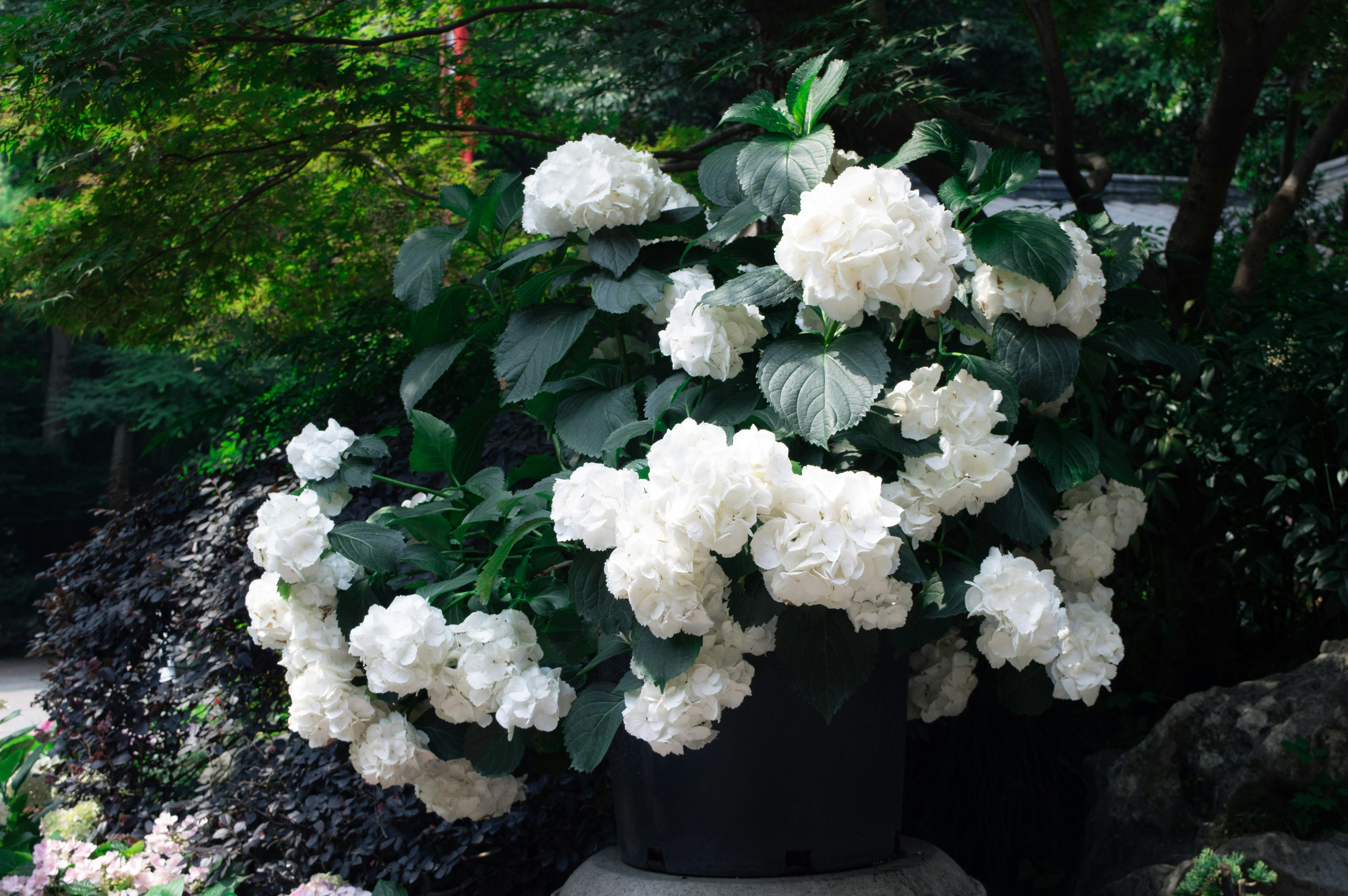 White Hydrangea Cascade in a Quiet Garden