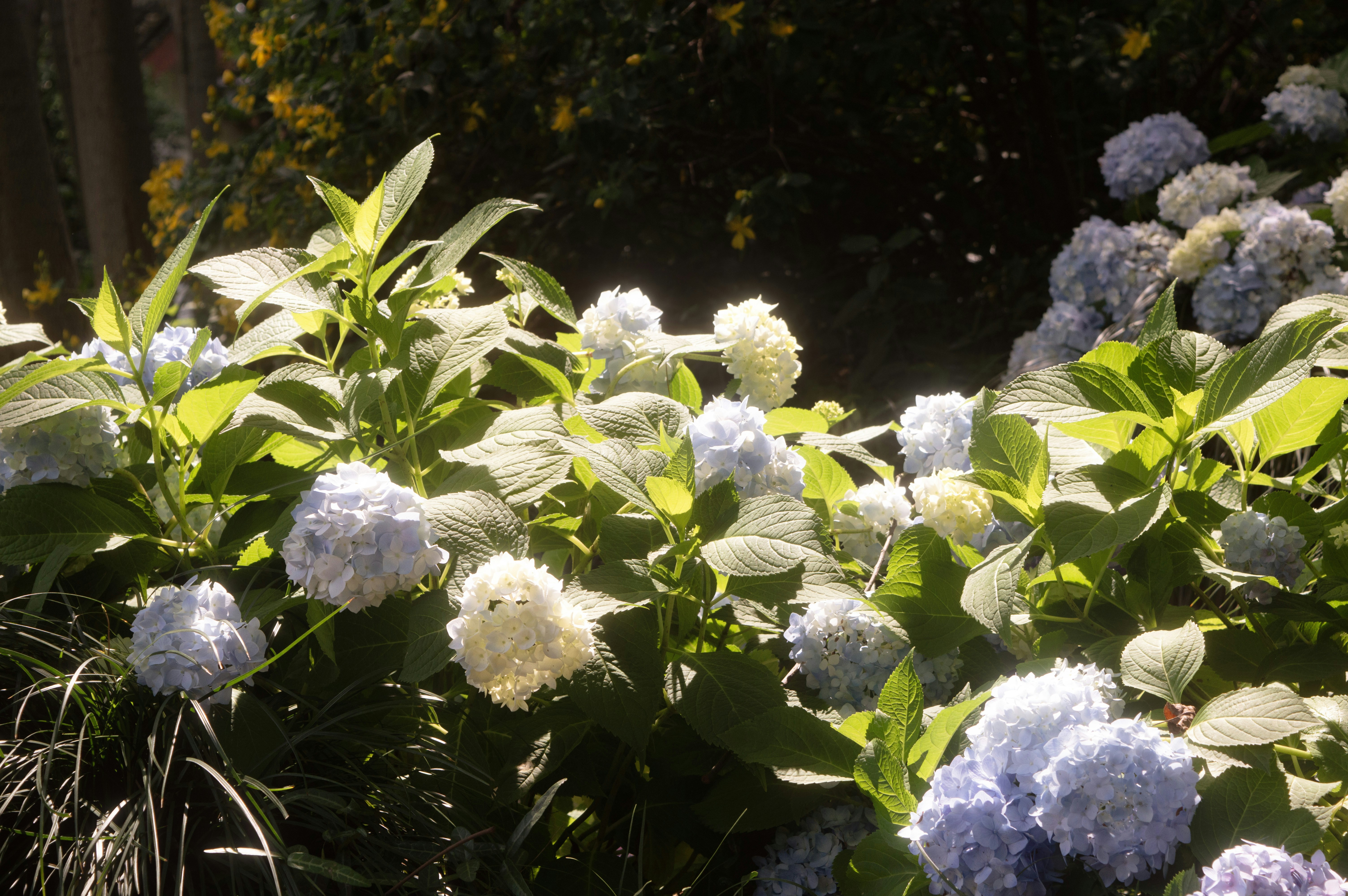 Sunlit Hydrangea Blooms: White and Pale Blue in a Lush Shade Garden