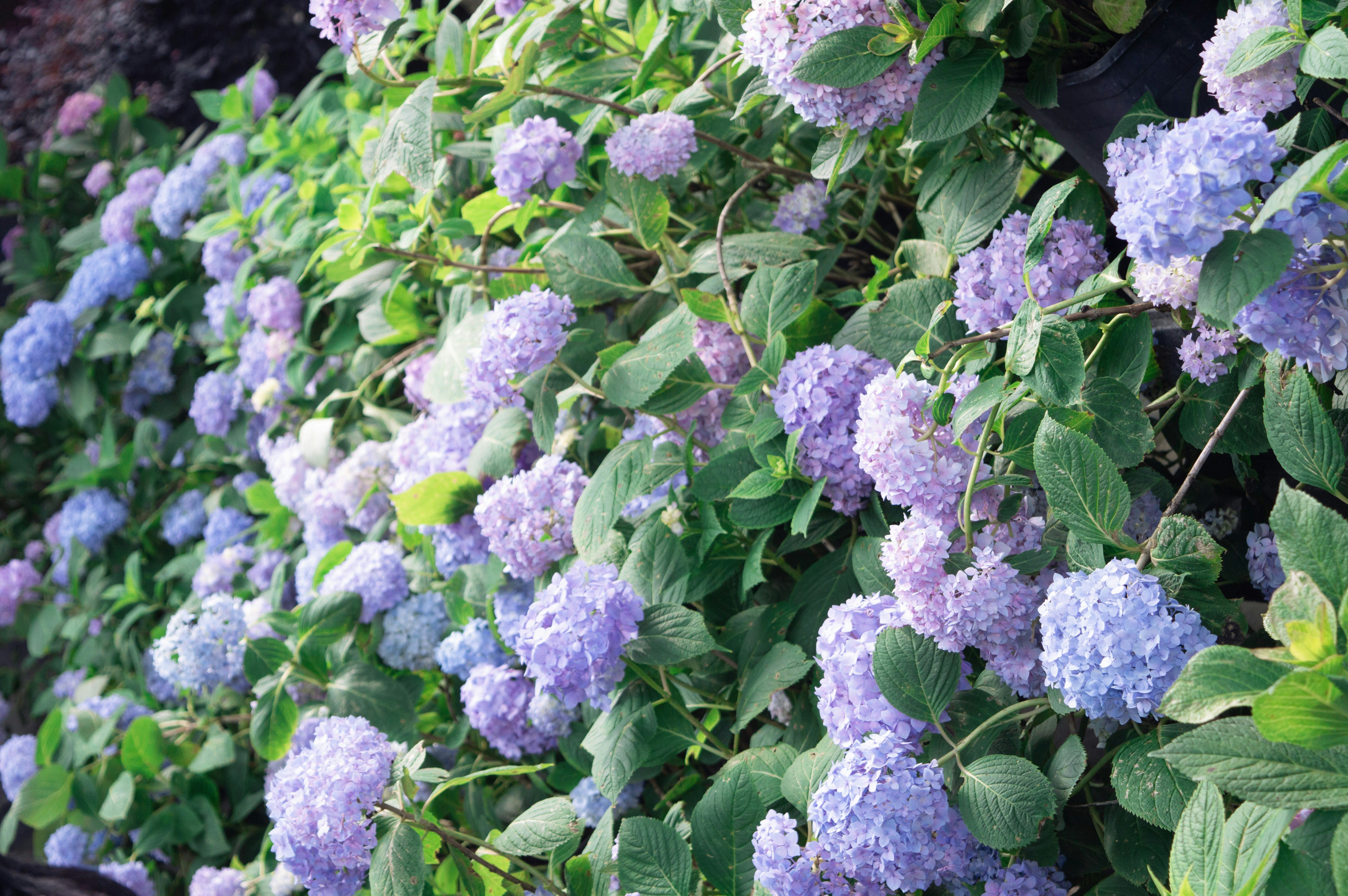 Lavender Hydrangea Cascade in Soft Garden Light