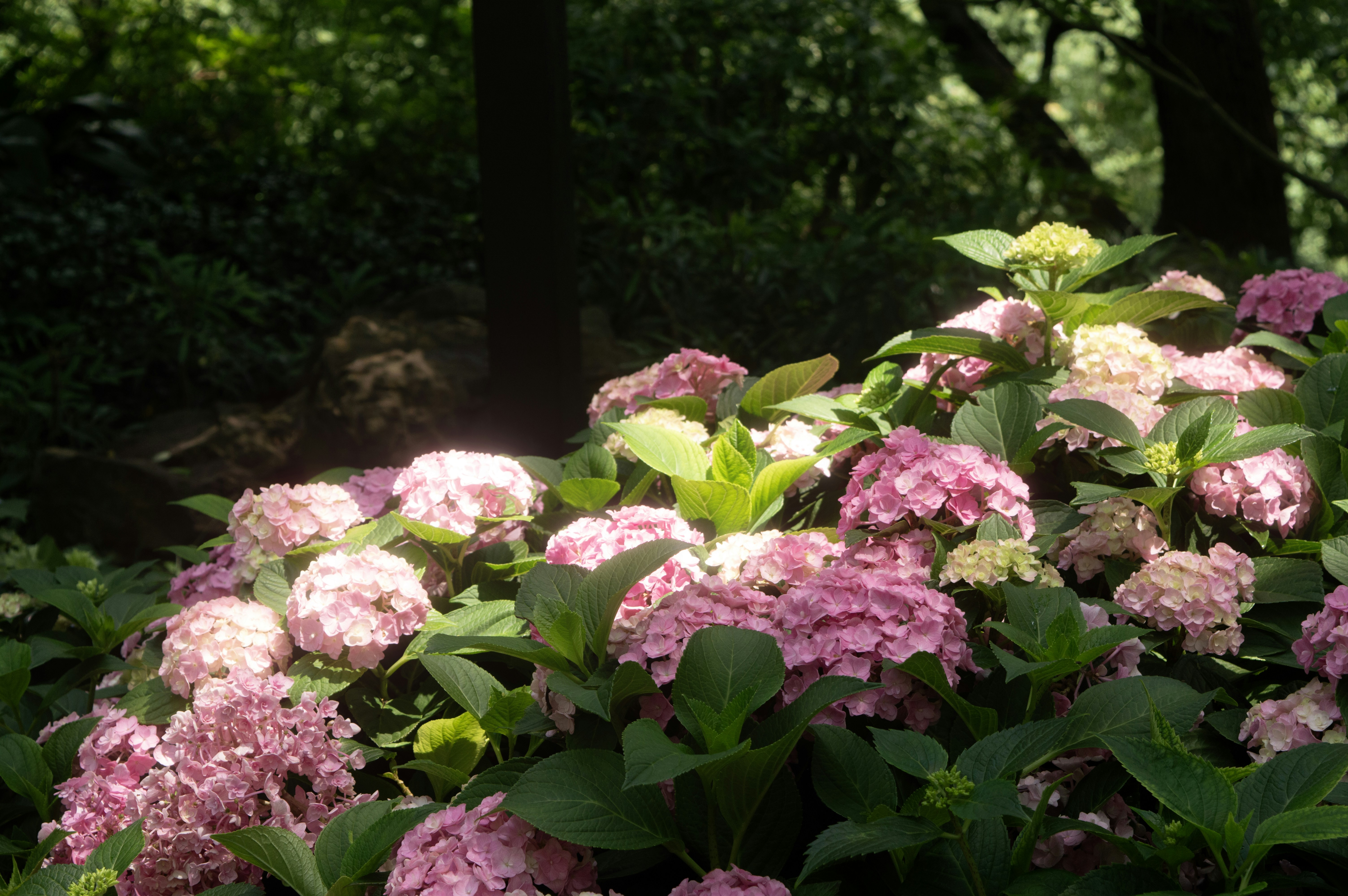 Soft Hydrangea Blanket in Dappled Garden Light