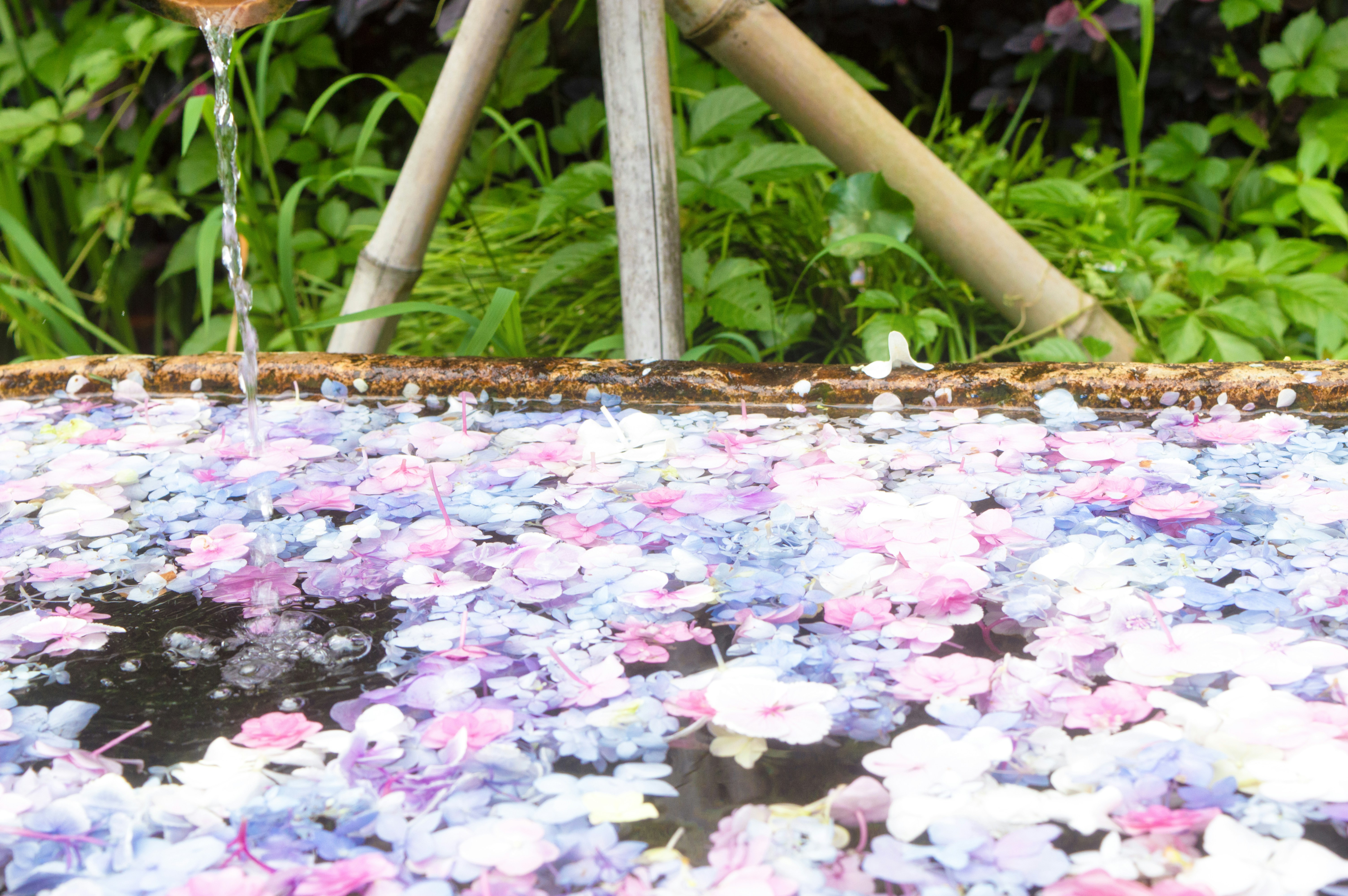 Petal Reflections at the Garden Edge