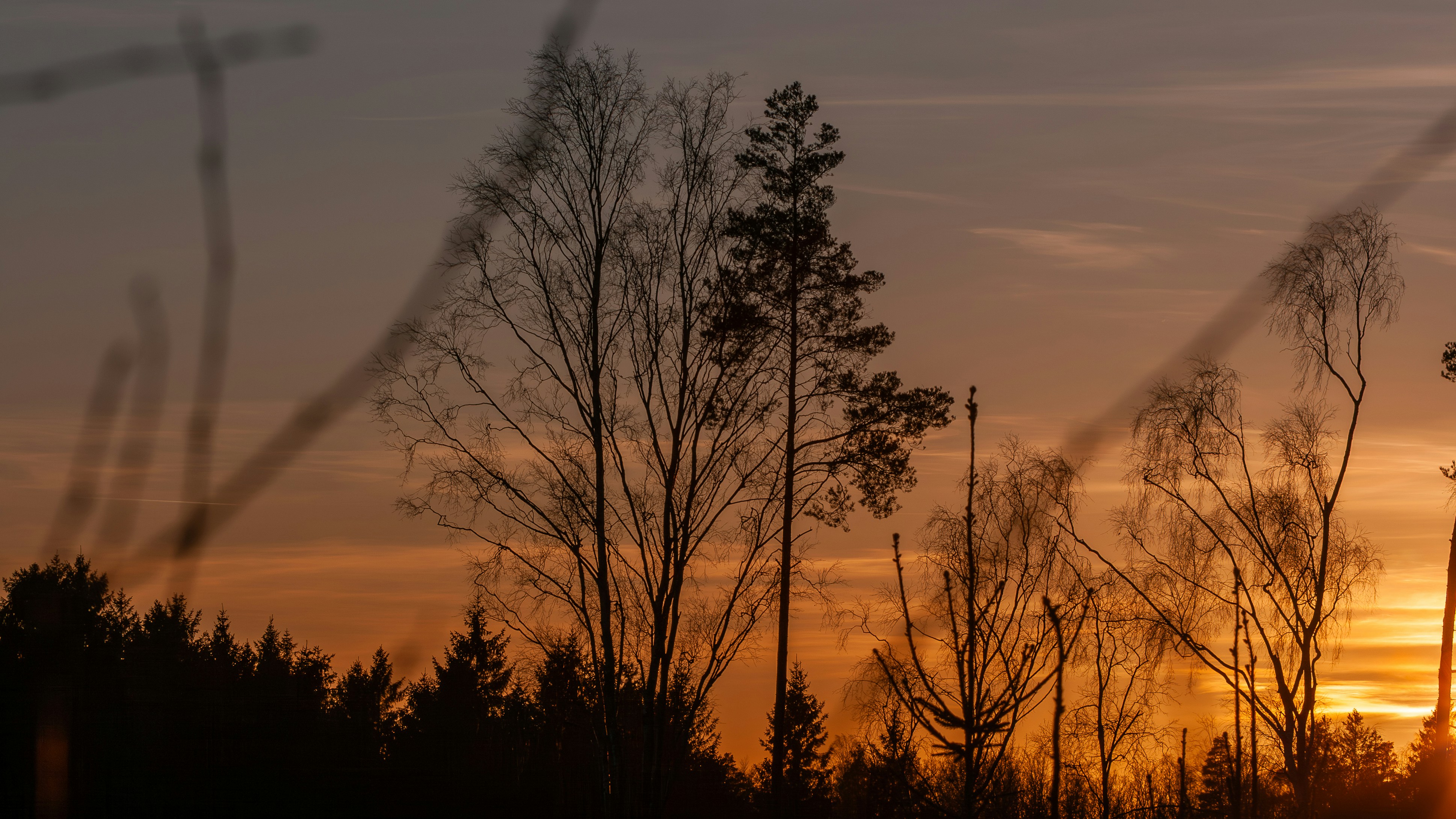 Silhouetted Trees at Sunset: A Quiet Horizon