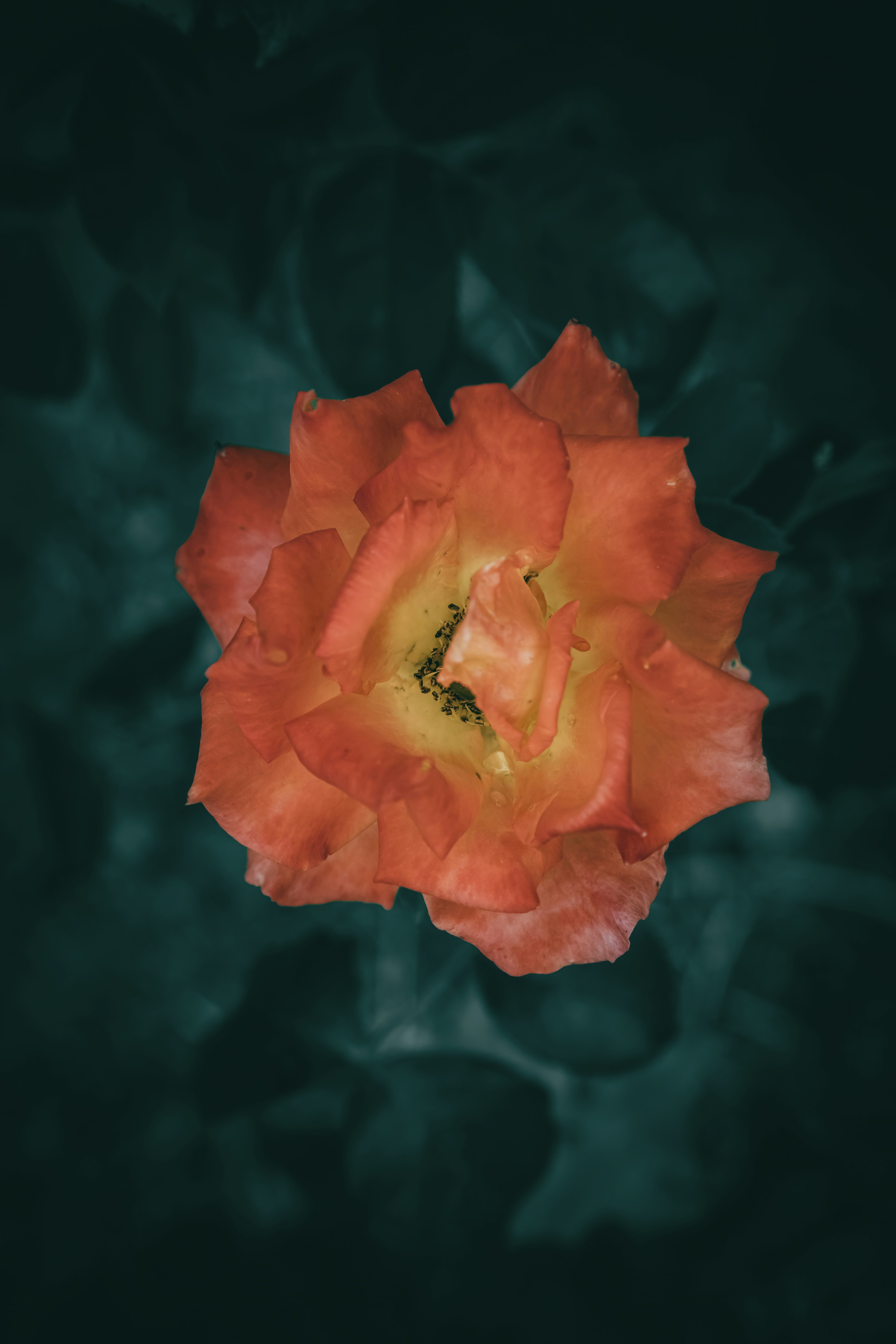 Center of Ember: An Orange Rose Bloom Framed by Shadowed Teal