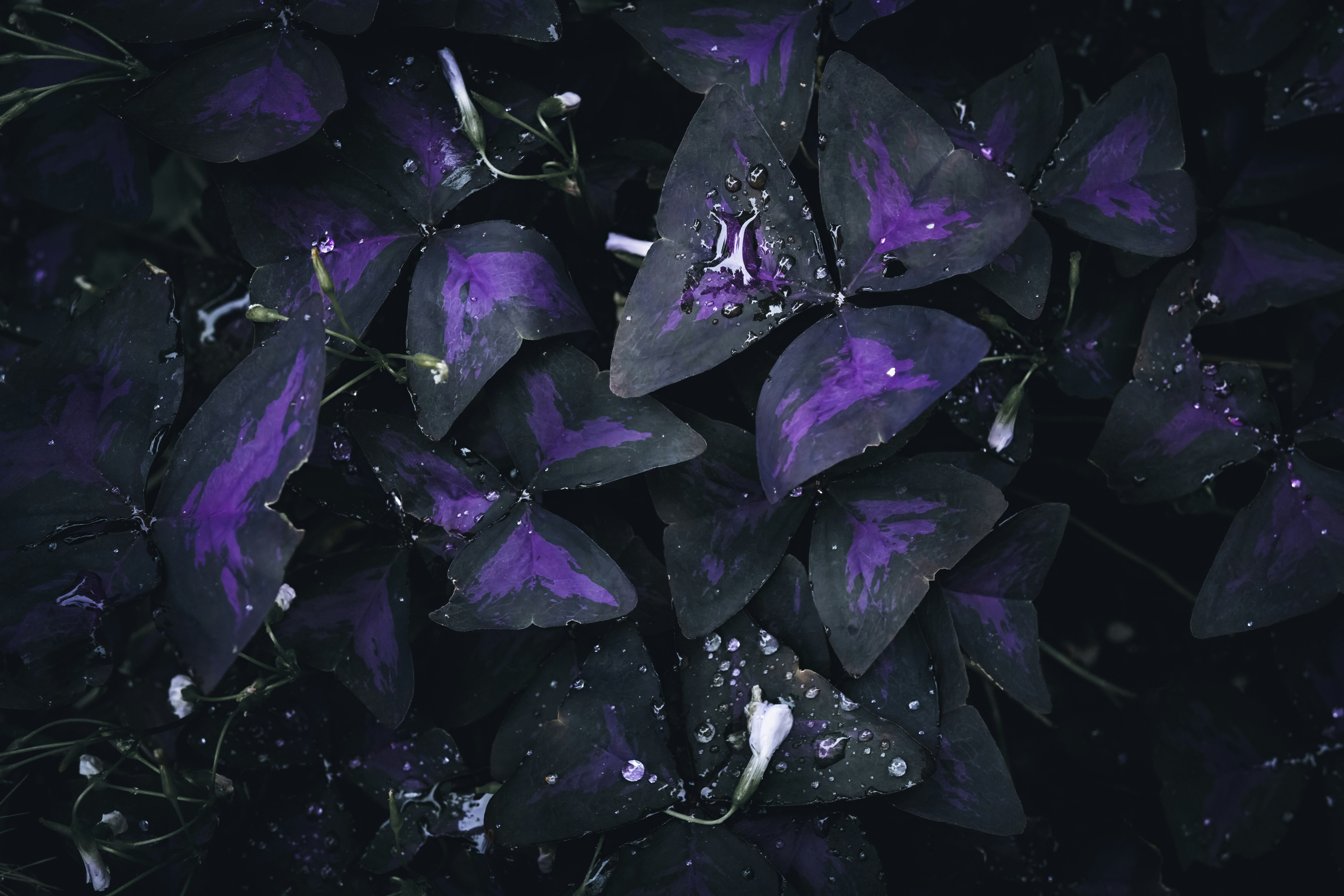 Nocturne of Velvet Leaves
