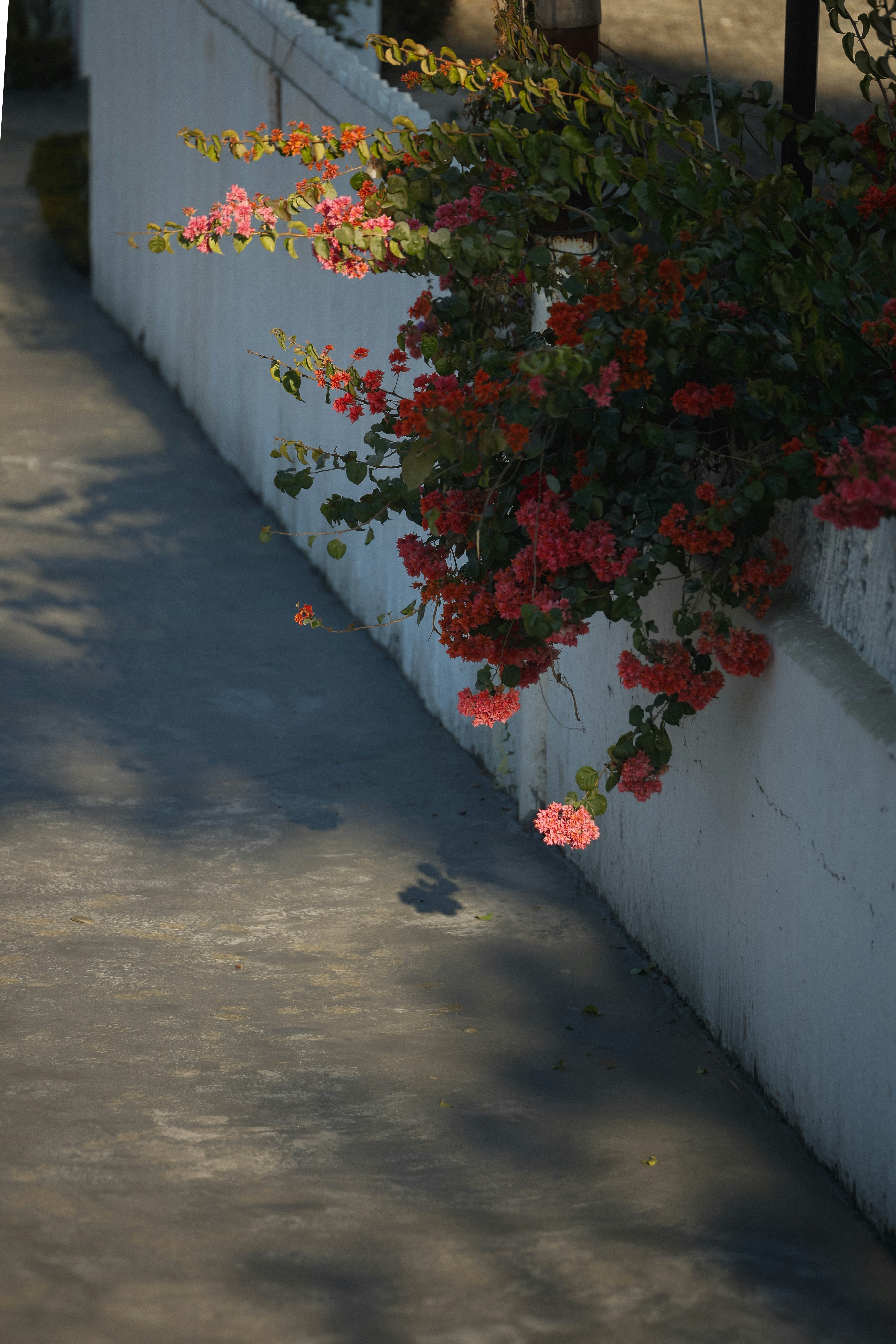 Bougainvillea over a sunlit concrete ledge