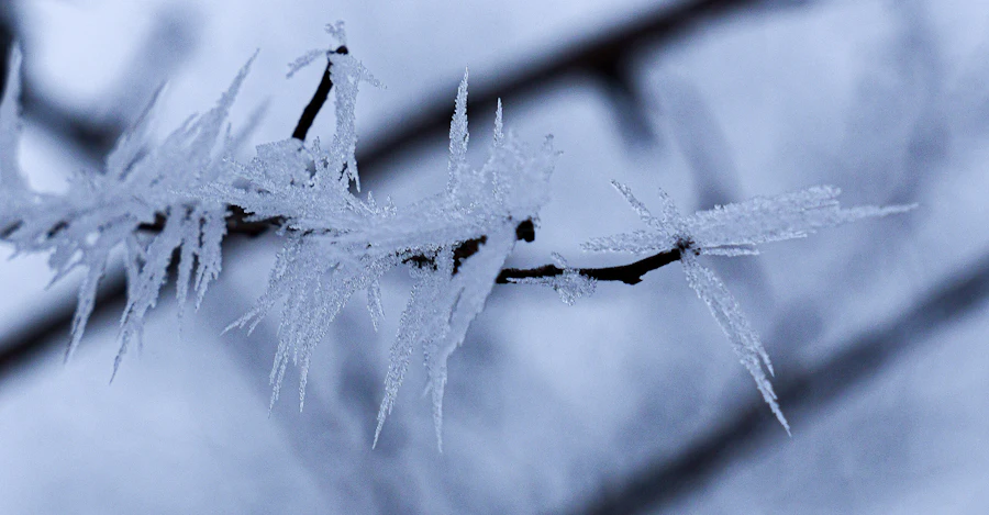 Close-up of delicate ice crystals clinging to a thin branch, frozen in a quiet wintry moment. A photographic focus on texture and cold light, with the ice forming spiky patterns along the twig.