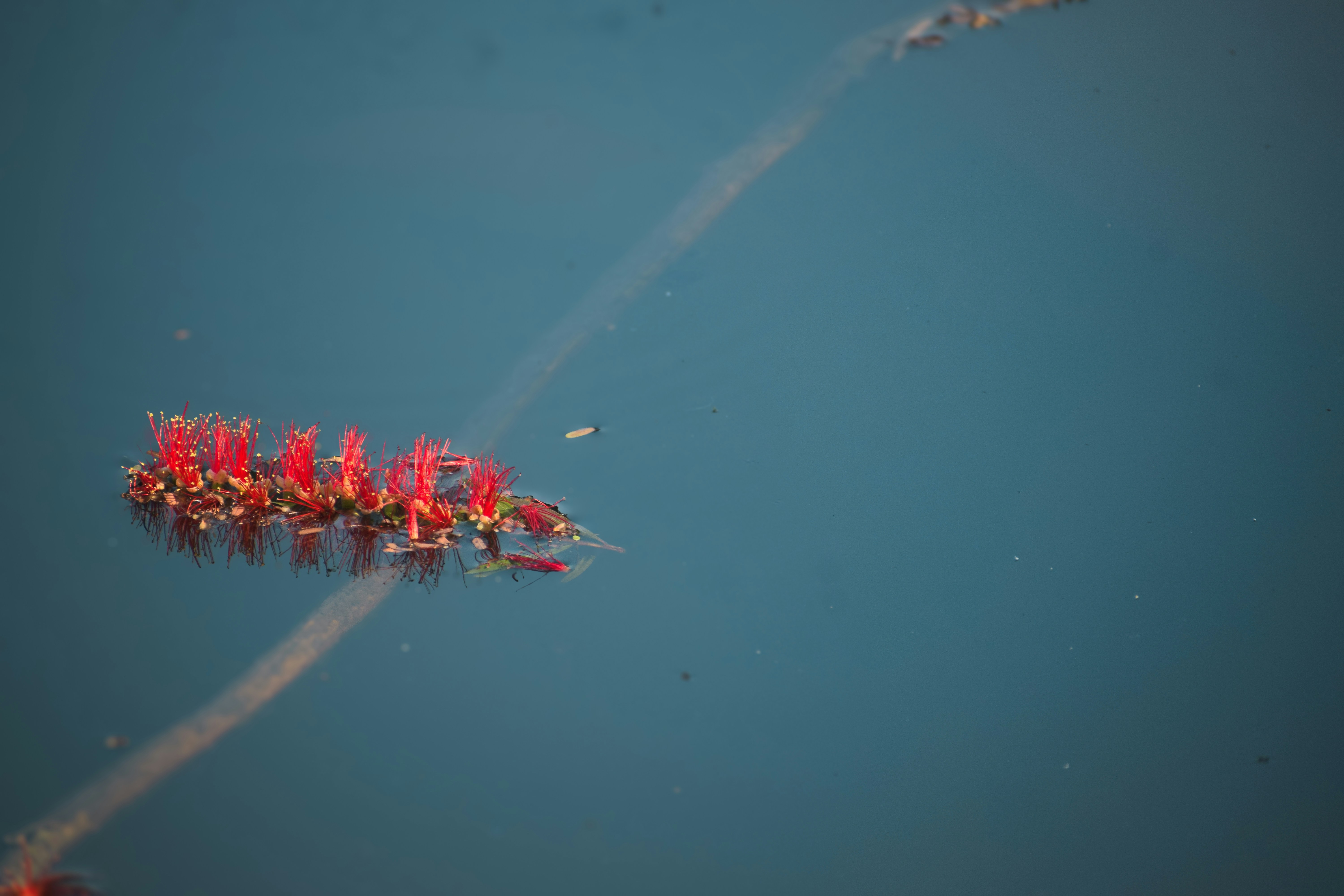 Red fringe on calm water: a slender drift of aquatic life on a glassy surface