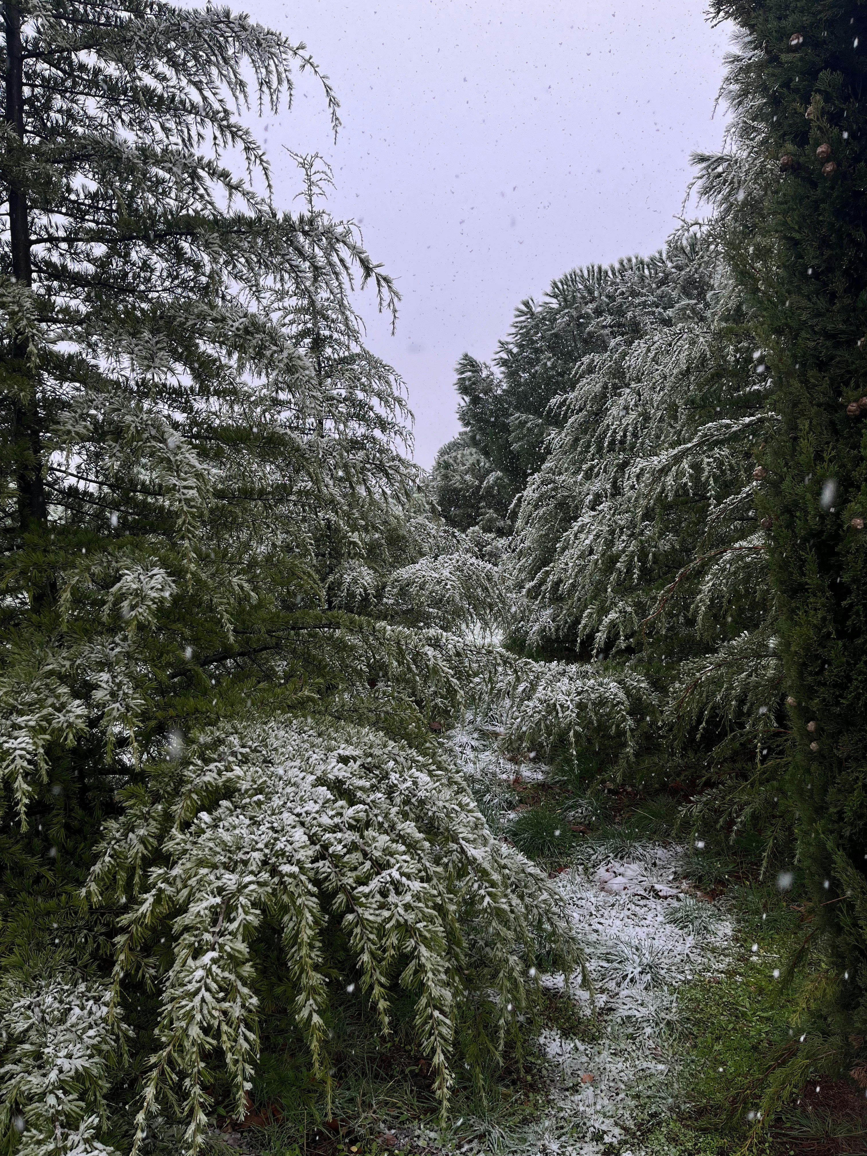 Snow-kissed evergreens lining a narrow woodland path