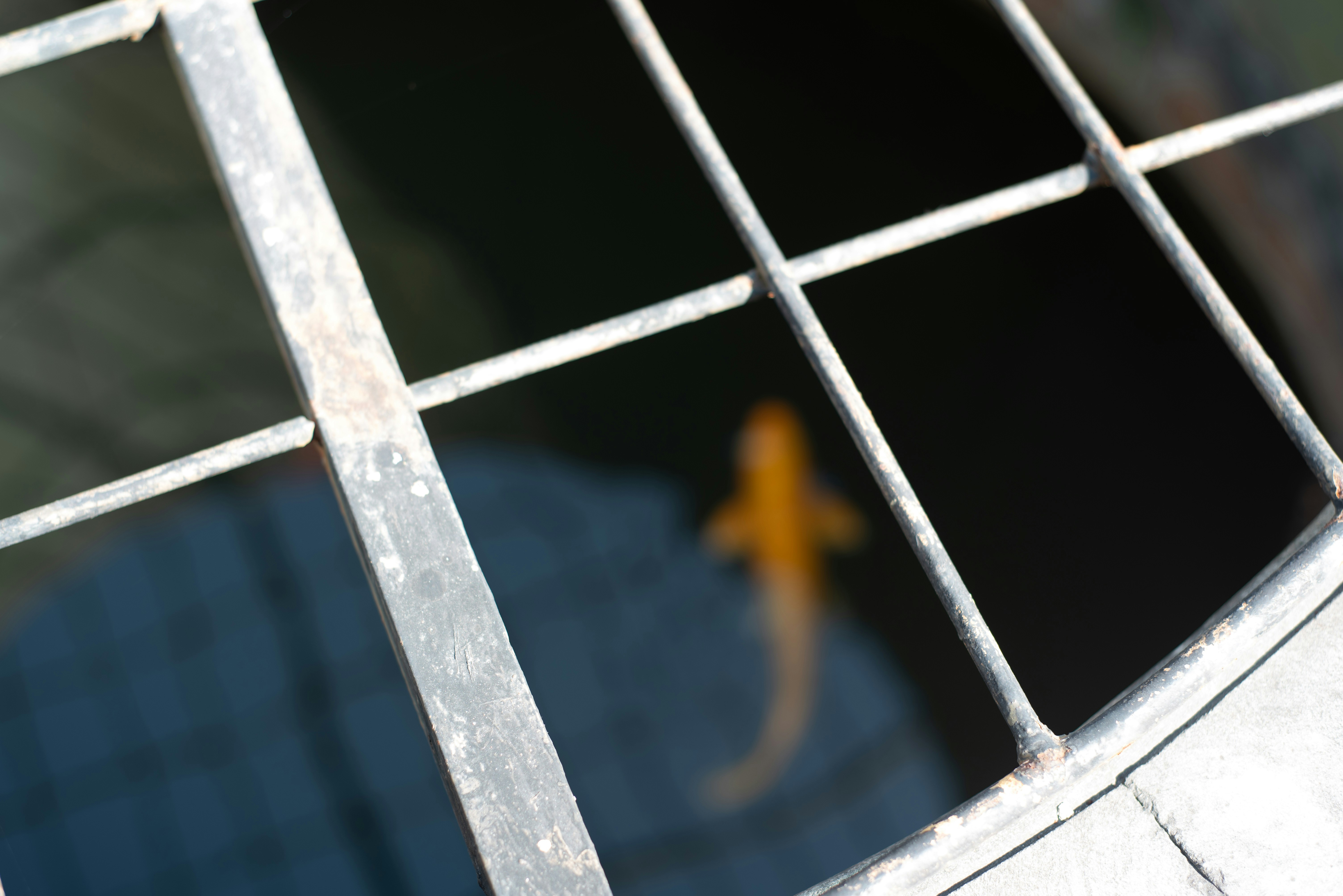 Crosshatch of Steel: A Quiet Moment Beyond the Grate