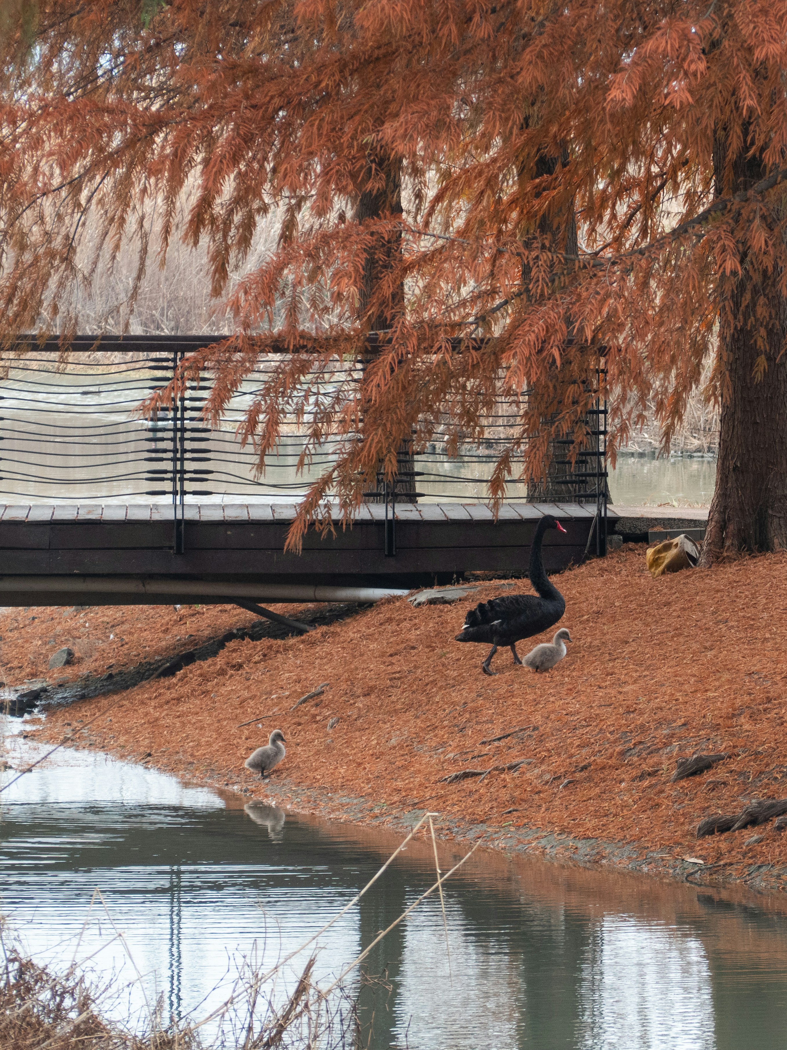Autumn Park by the Water: Black Swan and Kept Silence