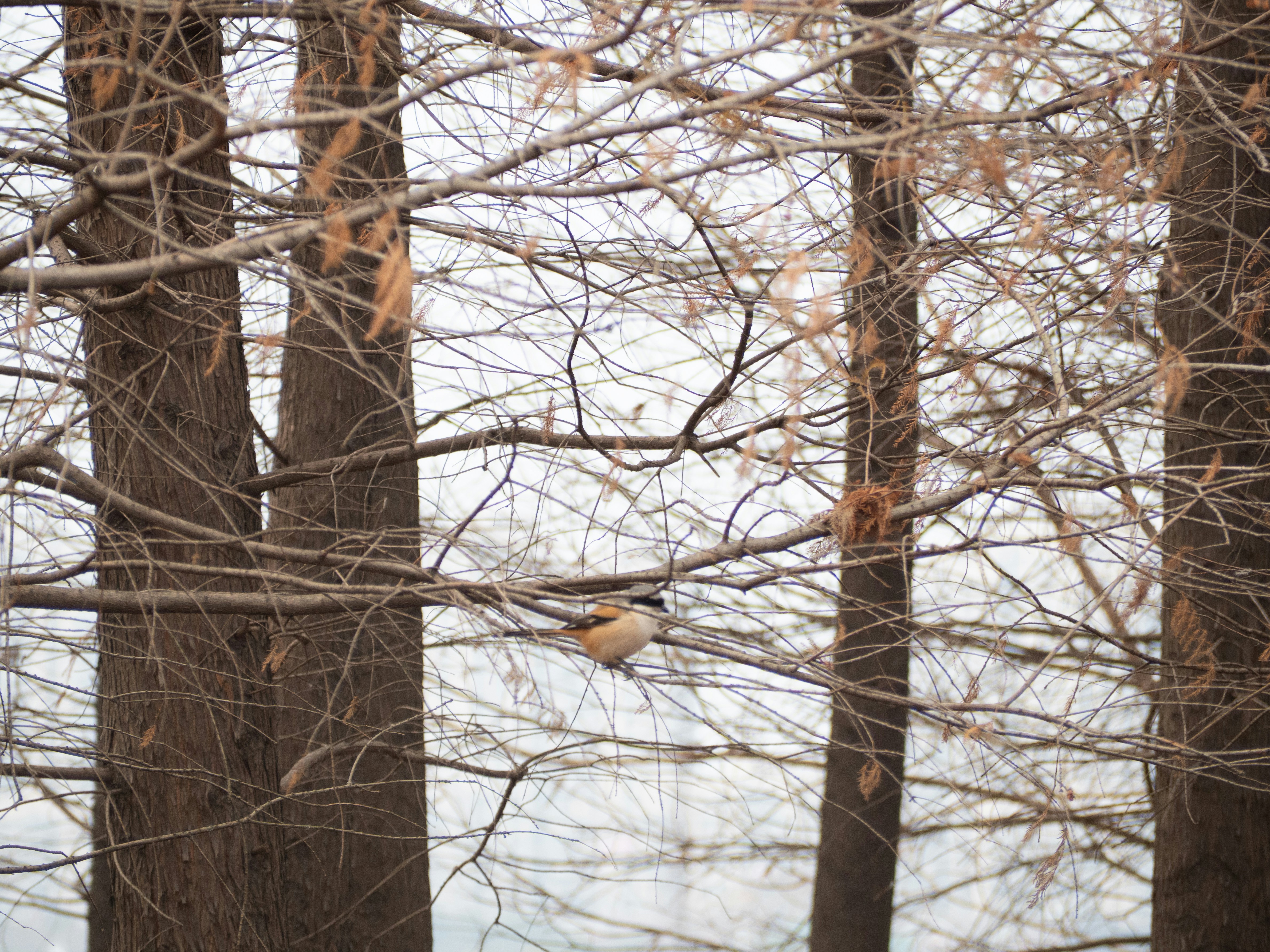 Winged Moment: A Small Bird Between Winter Branches