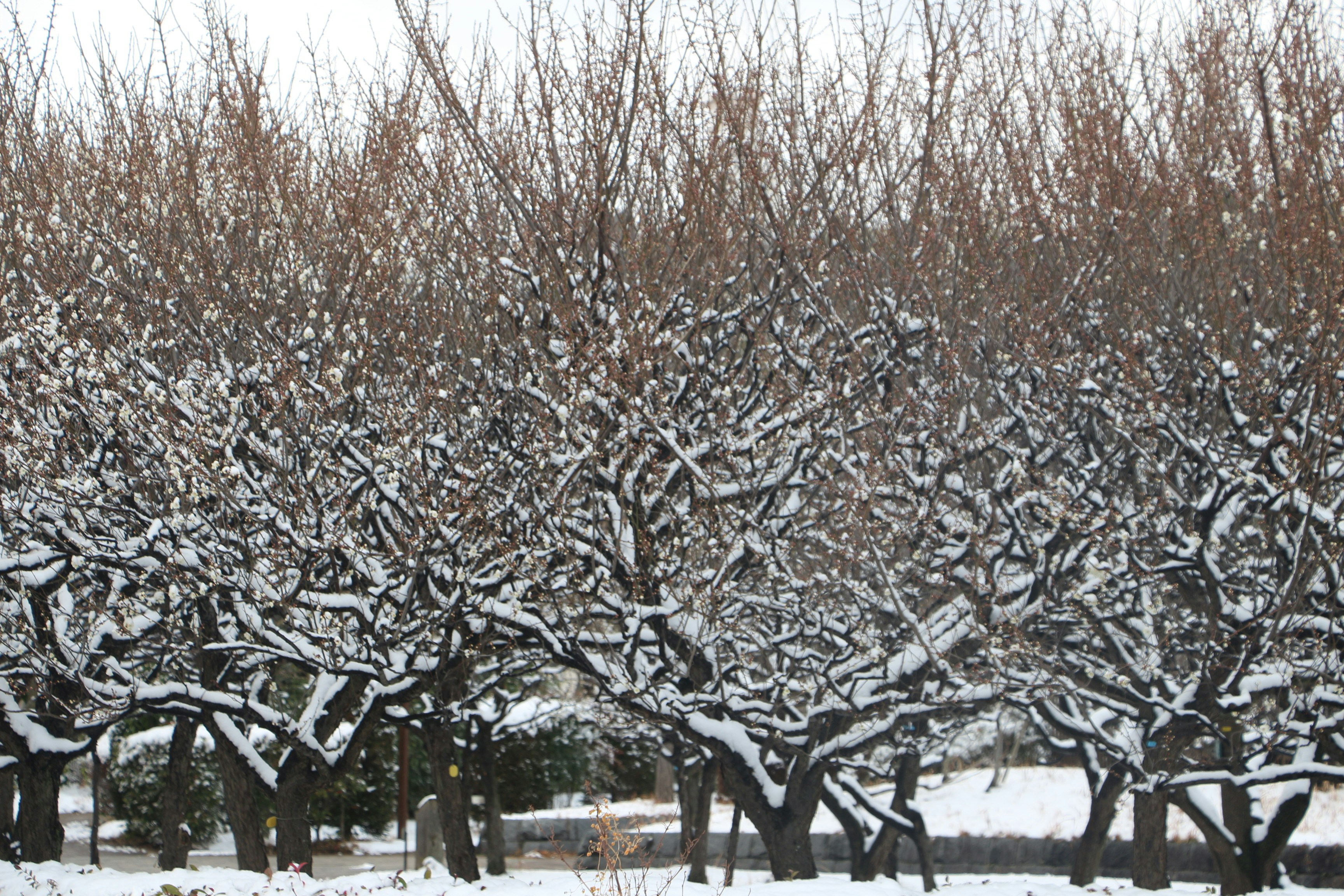 Winter Orchard Silhouettes: Snow Clad Branches Against a Pale Sky