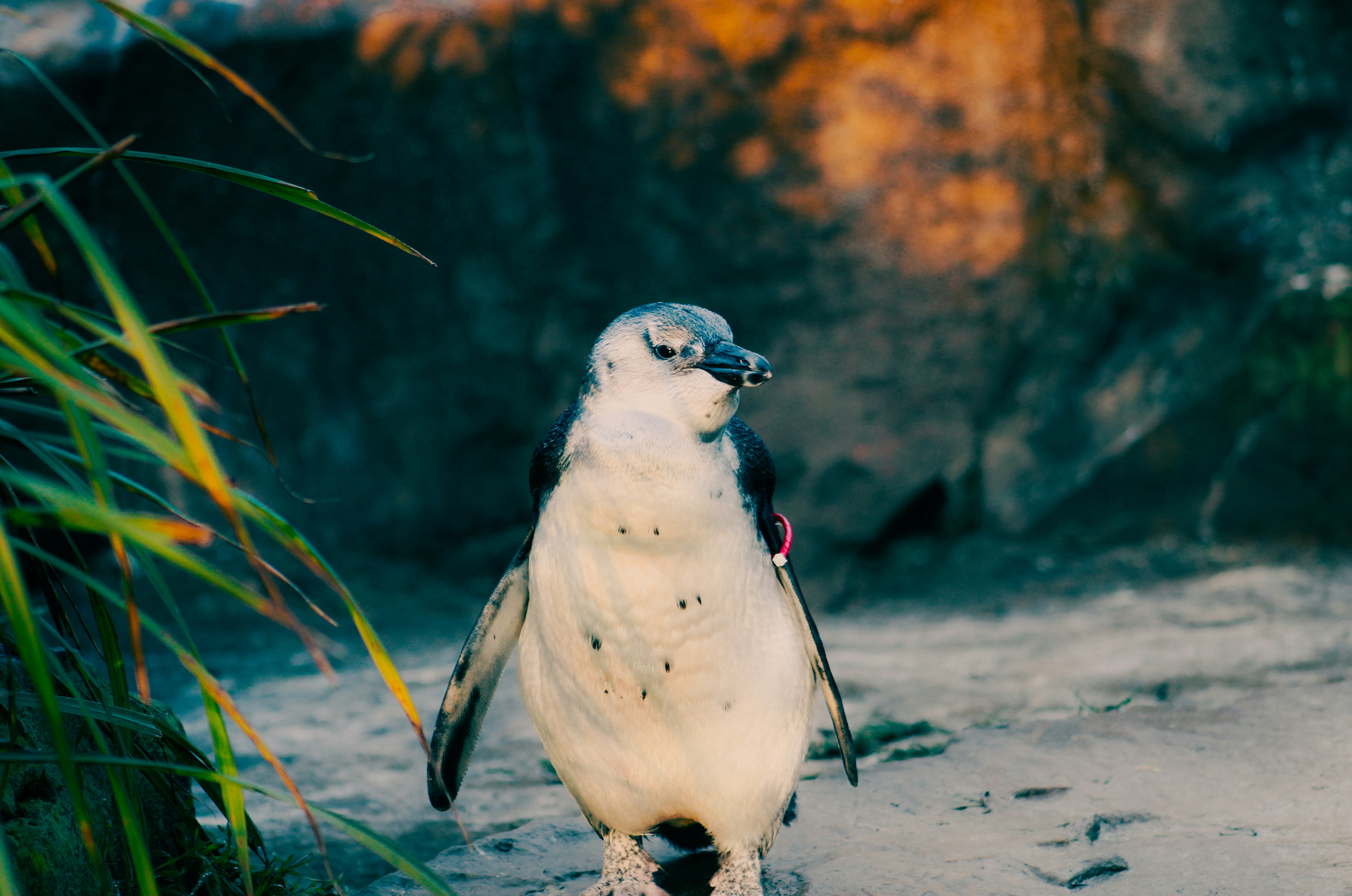Penguin on Pebble Run: A Quiet Beach Moment