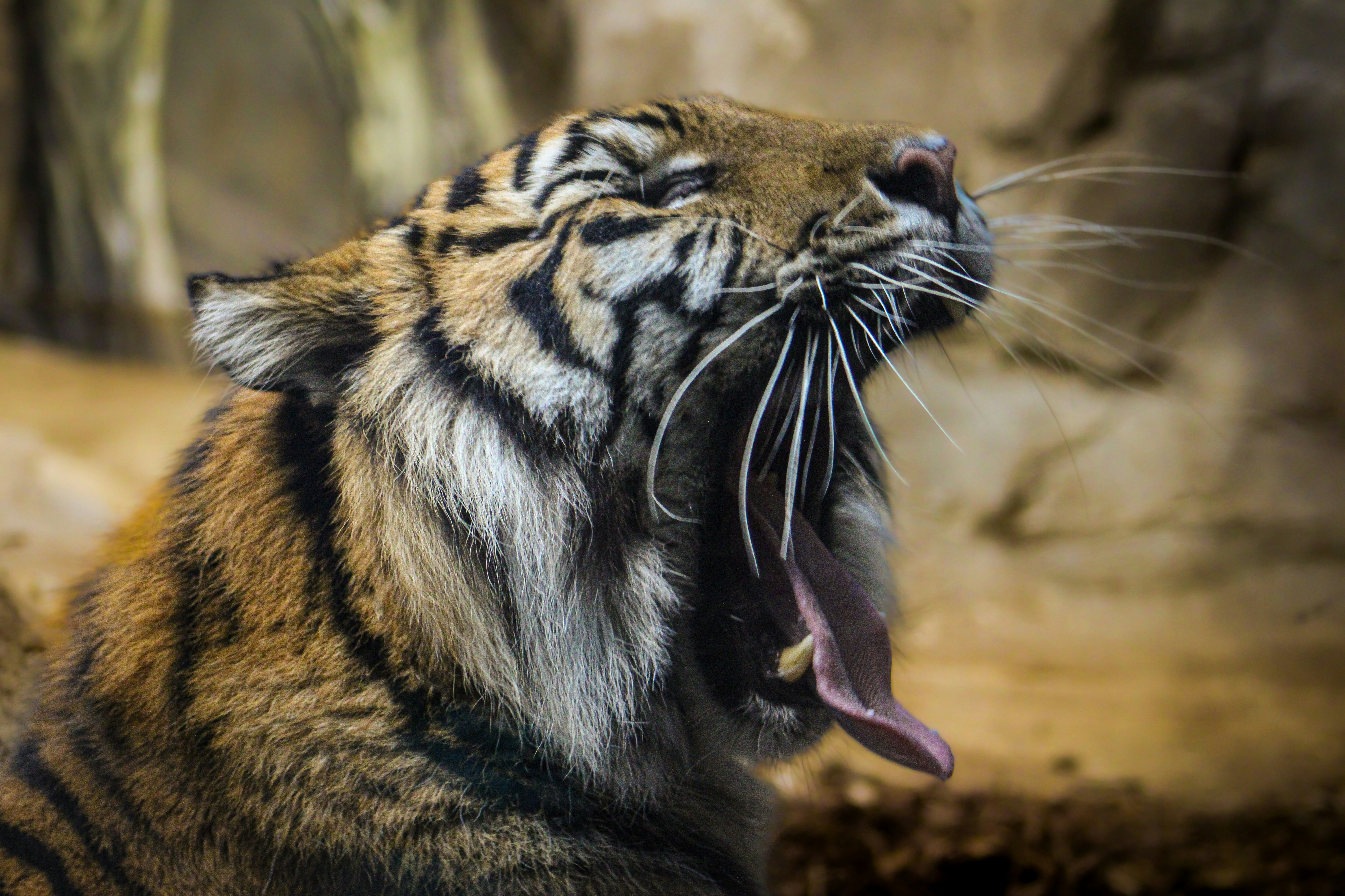 Yawning Tiger Portrait: Close-Up of a Bengal Tiger in Focus