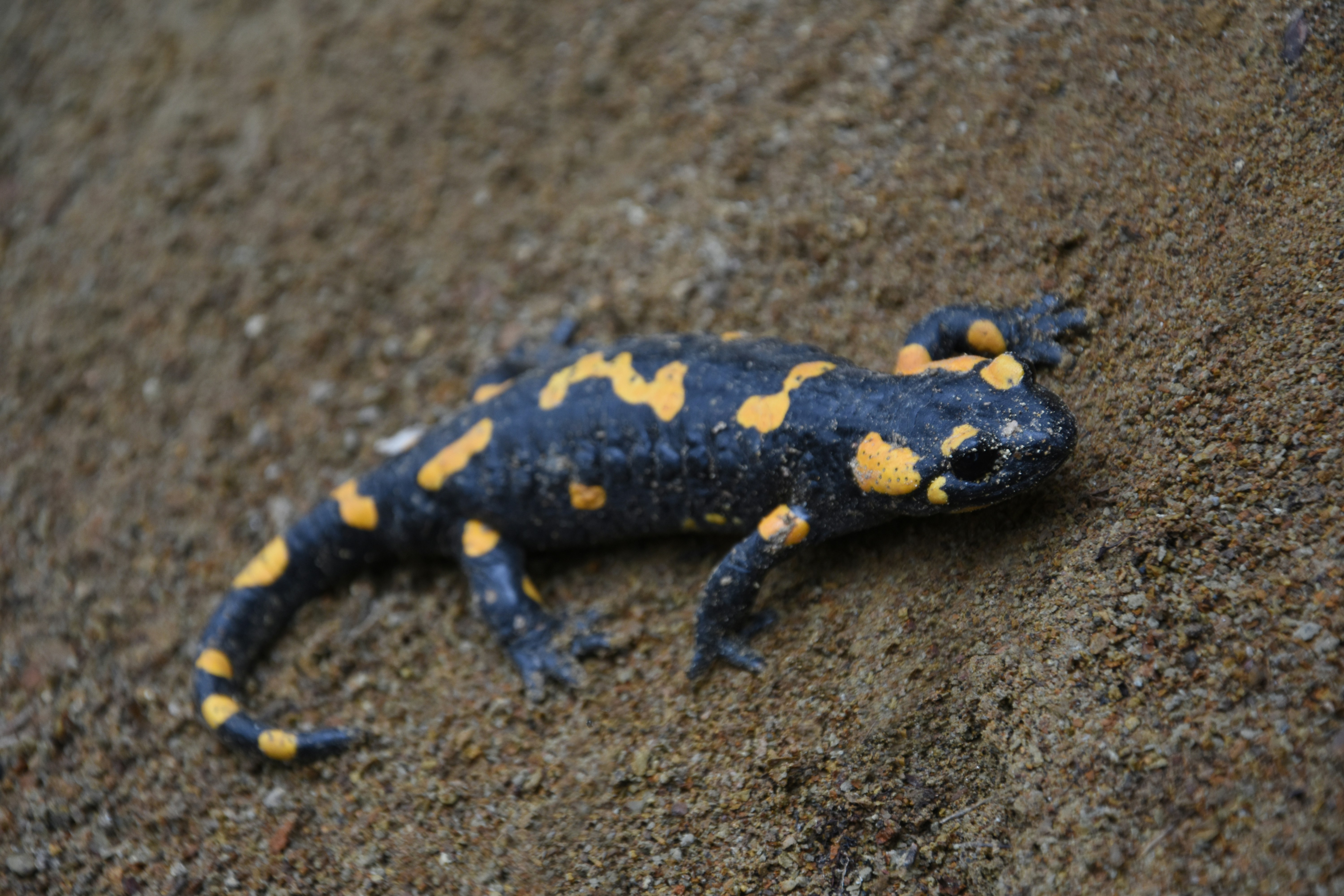 Spot of Color on Lava: A Fire Salamander on Textured Ground
