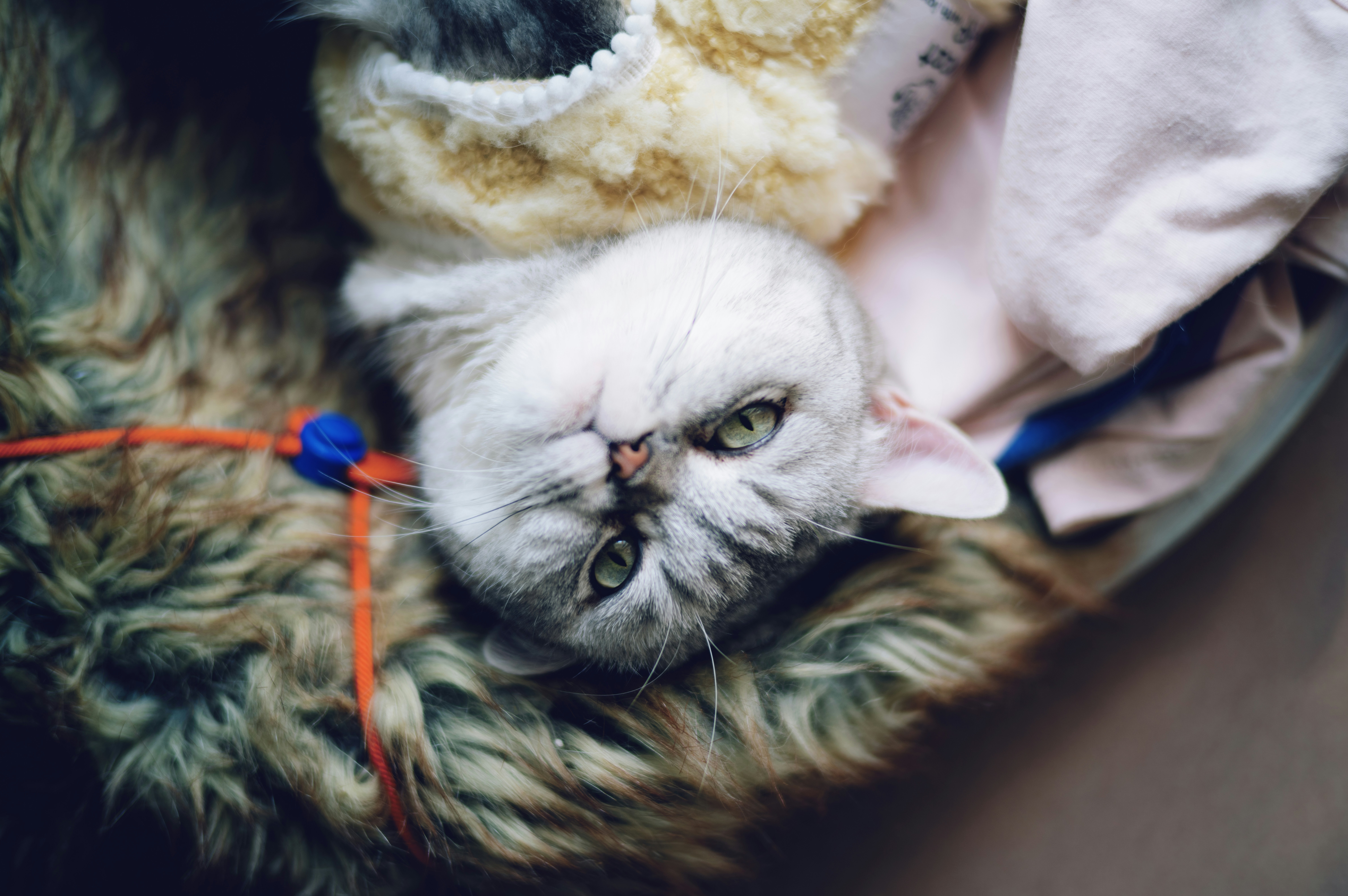Upside-Down Whiskers: A Curious Cat in Soft Toy Surroundings
