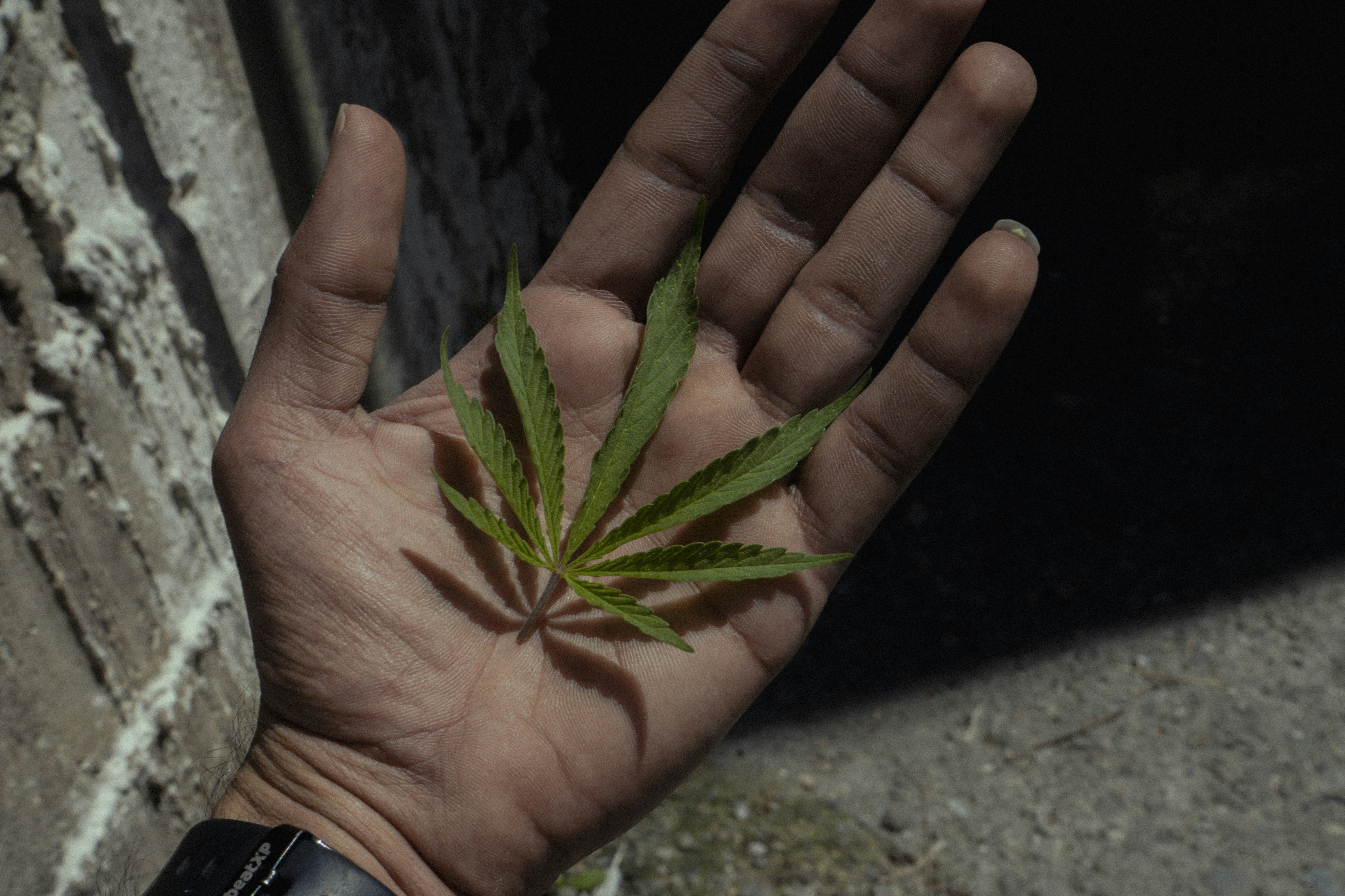 Green Leaf On A Handspan of Concrete