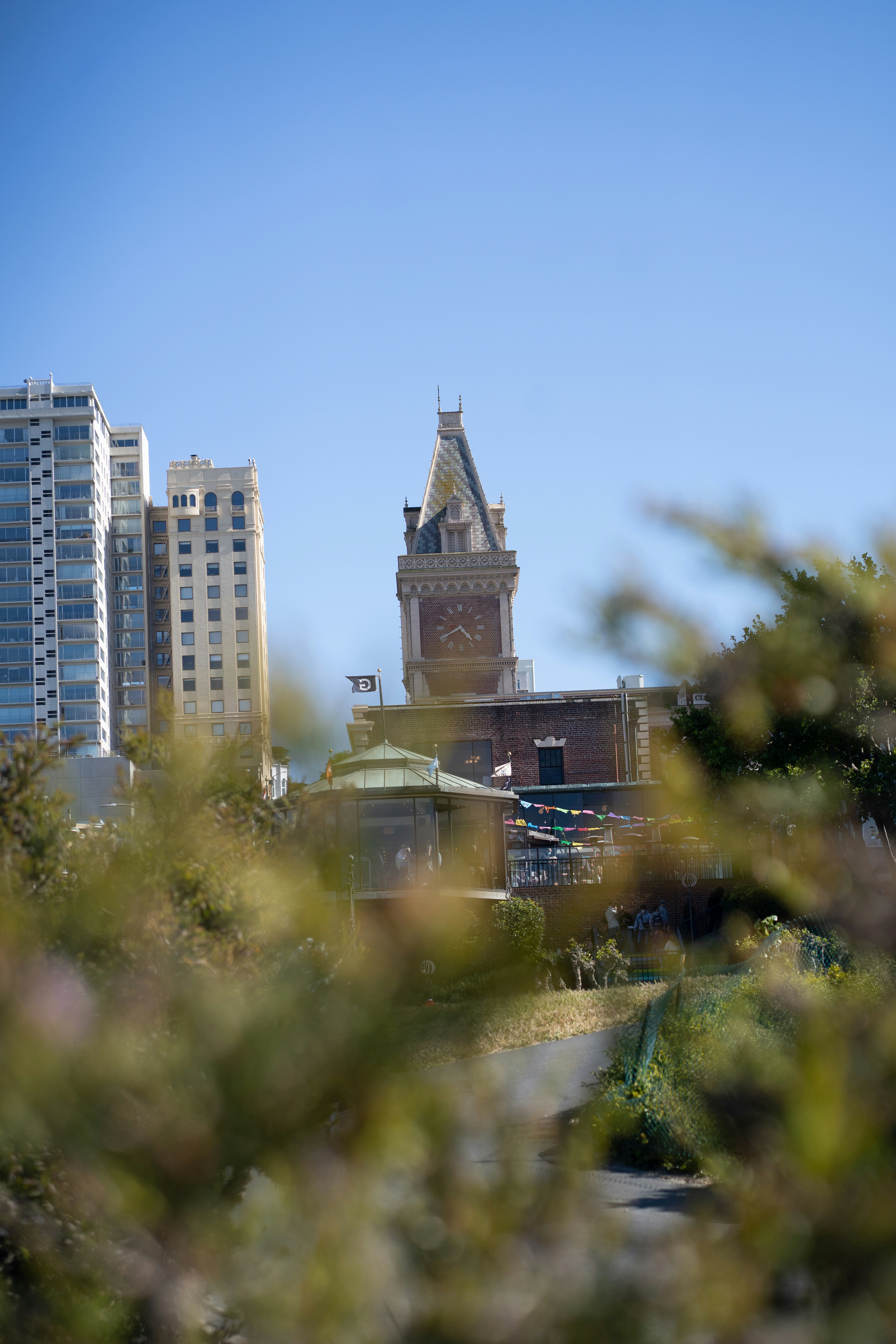City Clock Tower Rising Above the Park Fronds