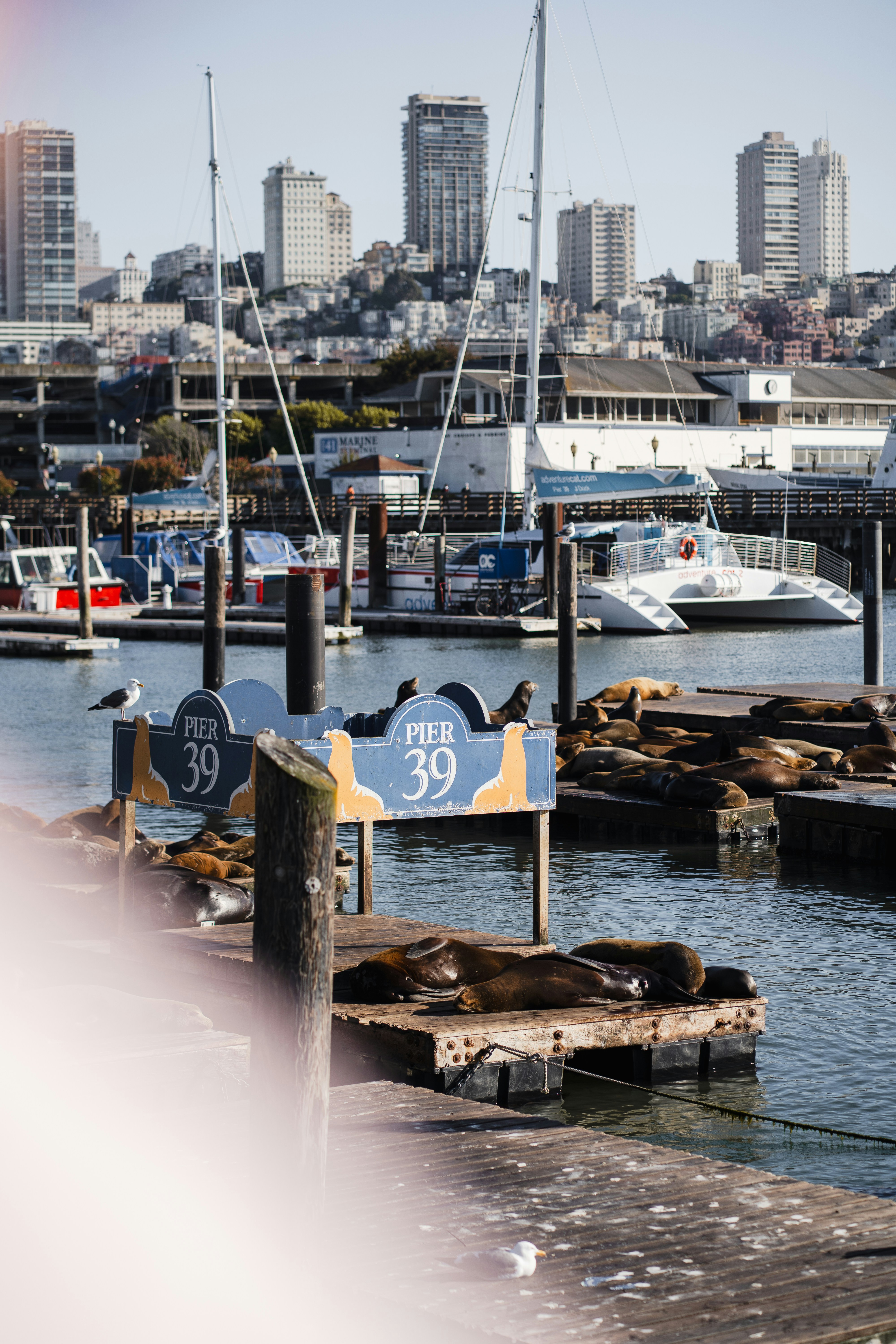 Pier 39 Seascape: Boats, Rocks and City Horizons