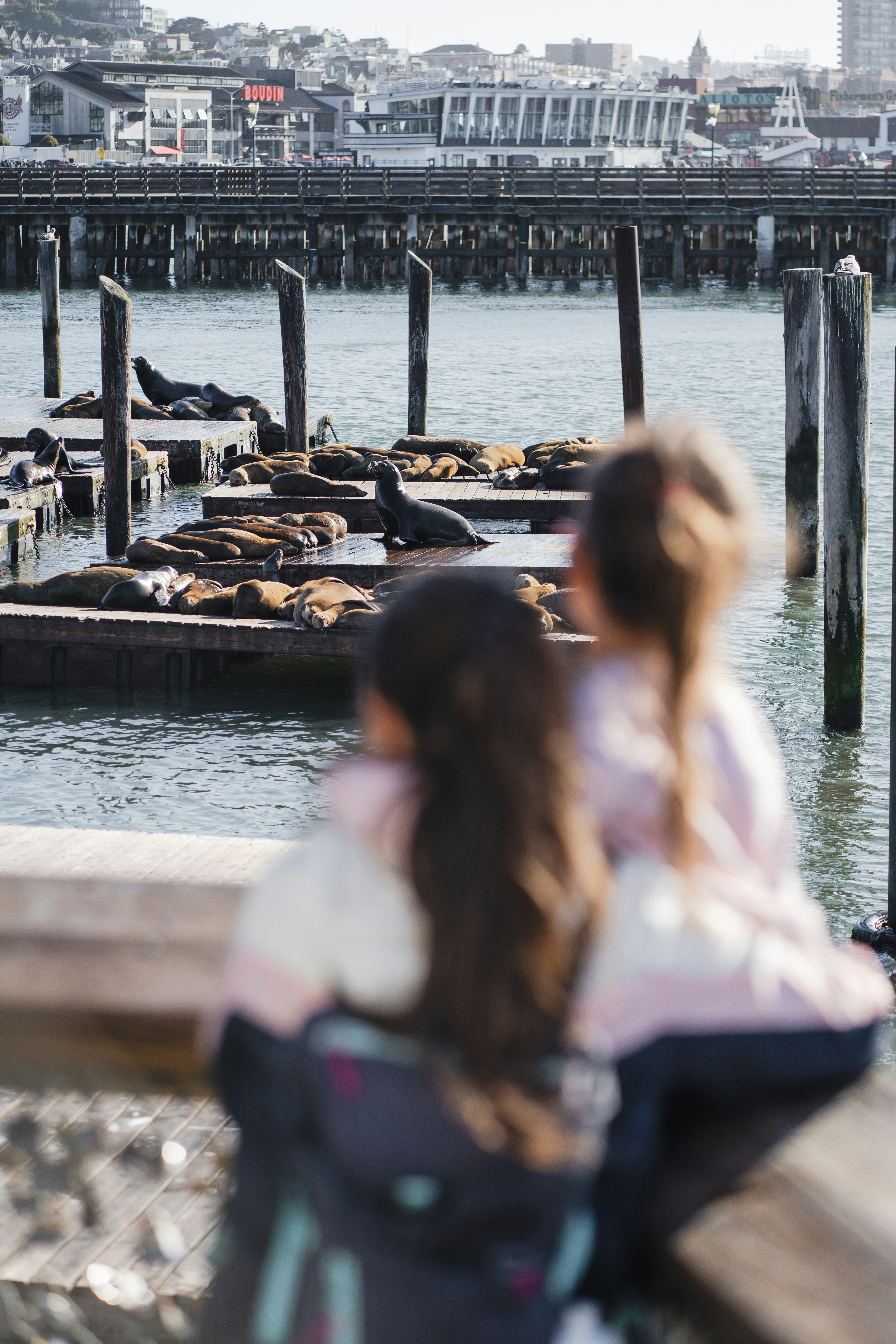 Sea Lions at Docks: Echoes of a Coastal Afternoon