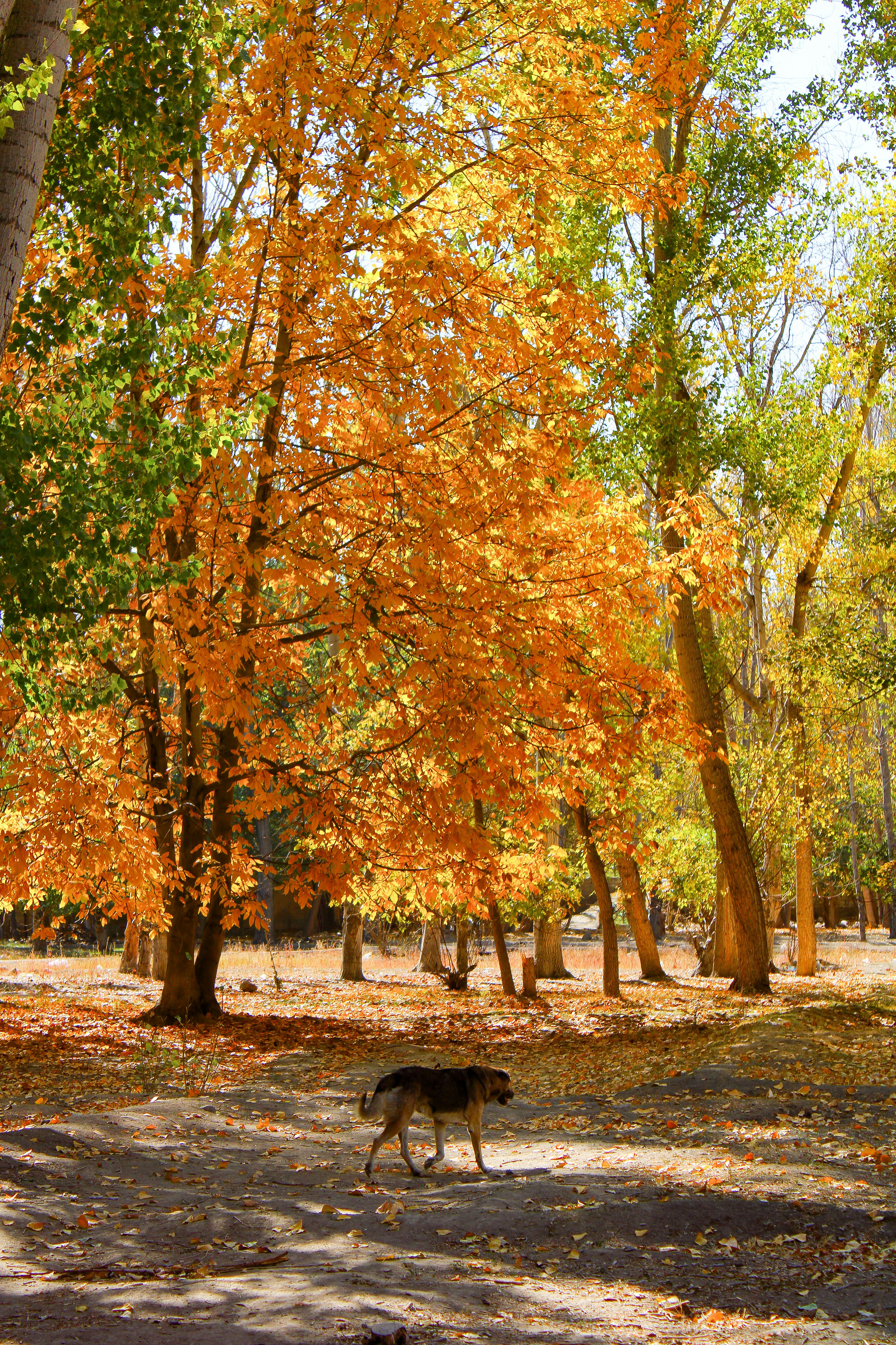 Autumn Walk: A lone dog treks through sunlit leaves beneath amber trees
