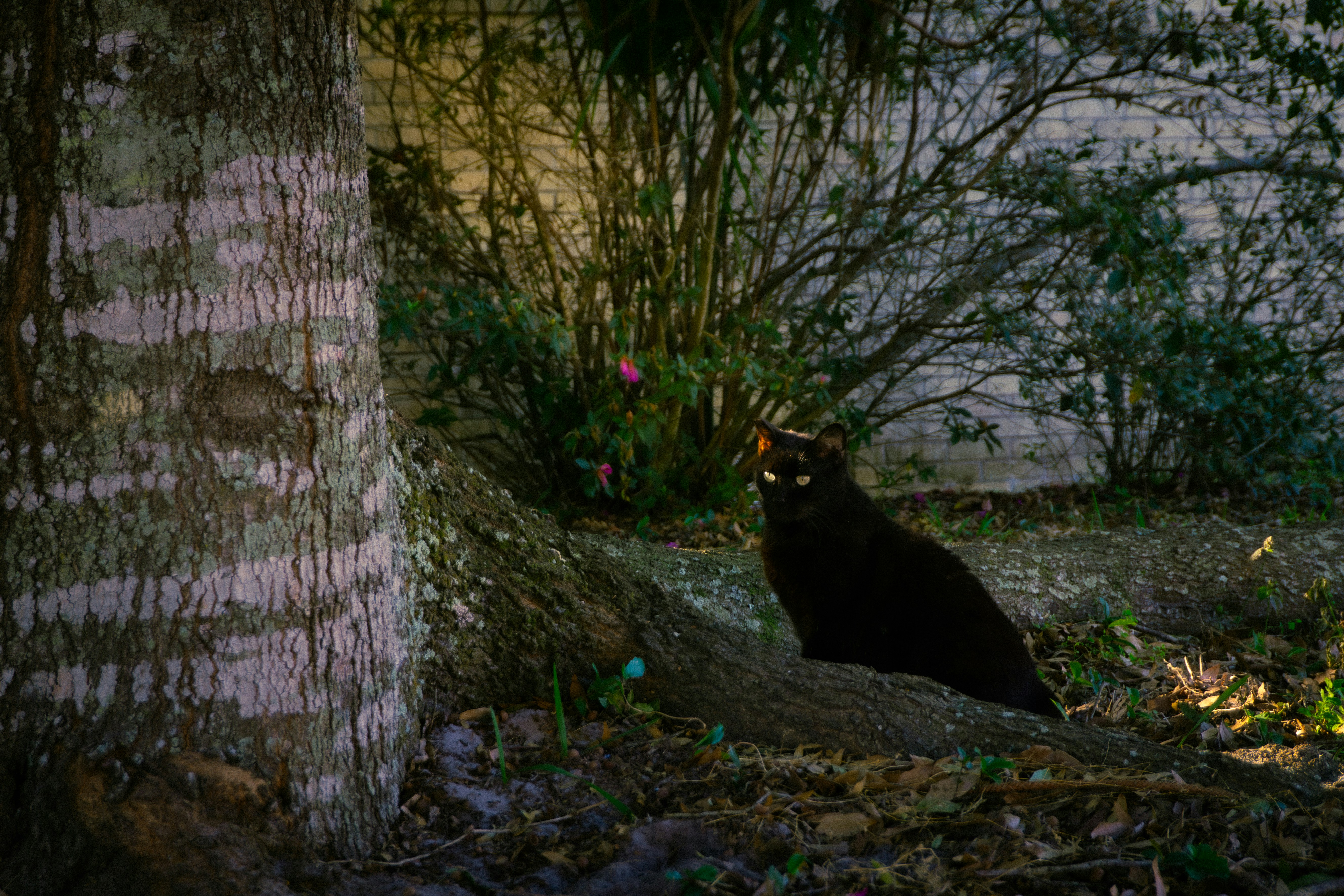 Moonlit Copper Cat Under the Garden Shadow