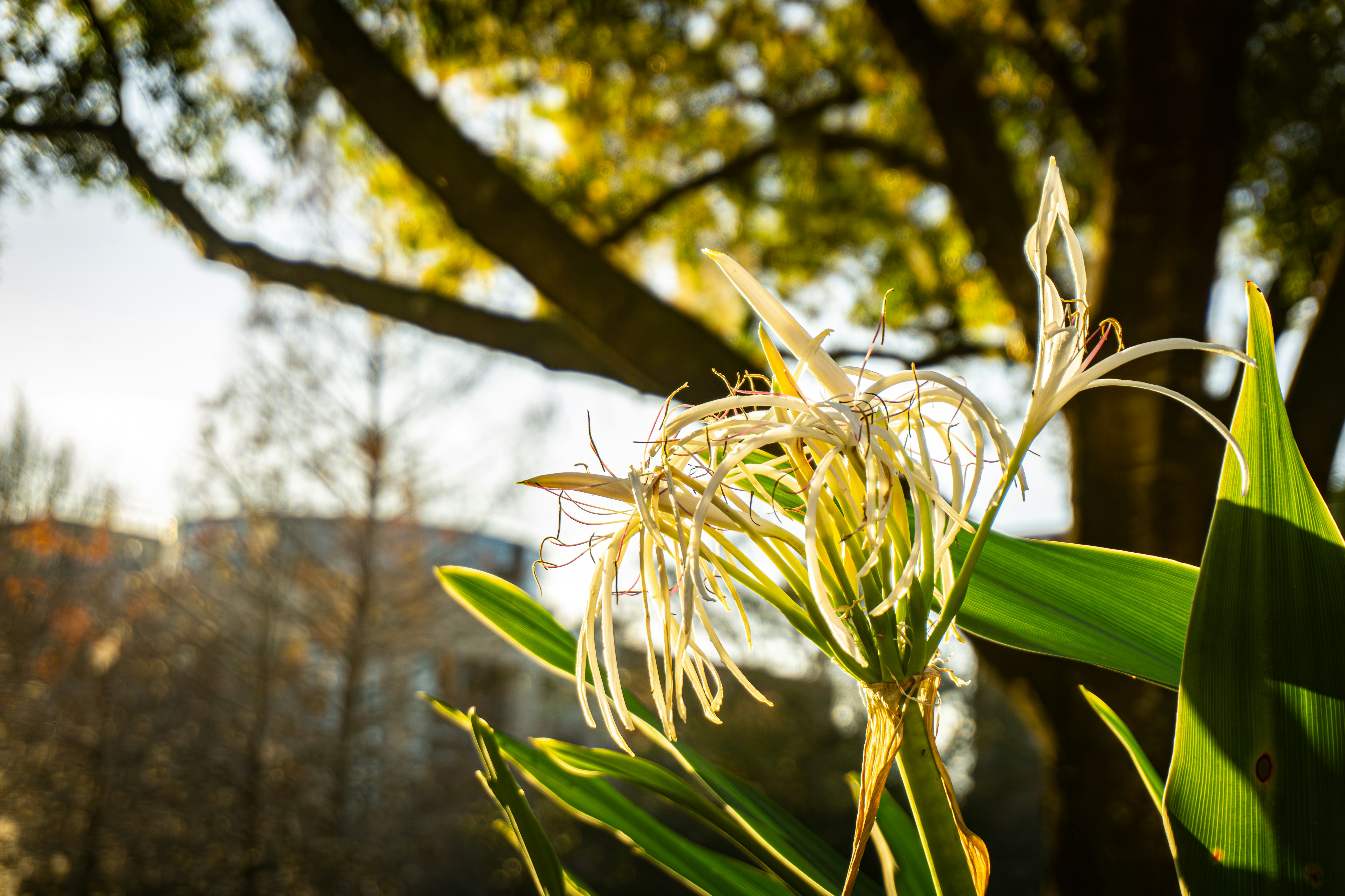 Sunlit Spider Lily in Focus: Golden Highlights on a Quiet Morning
