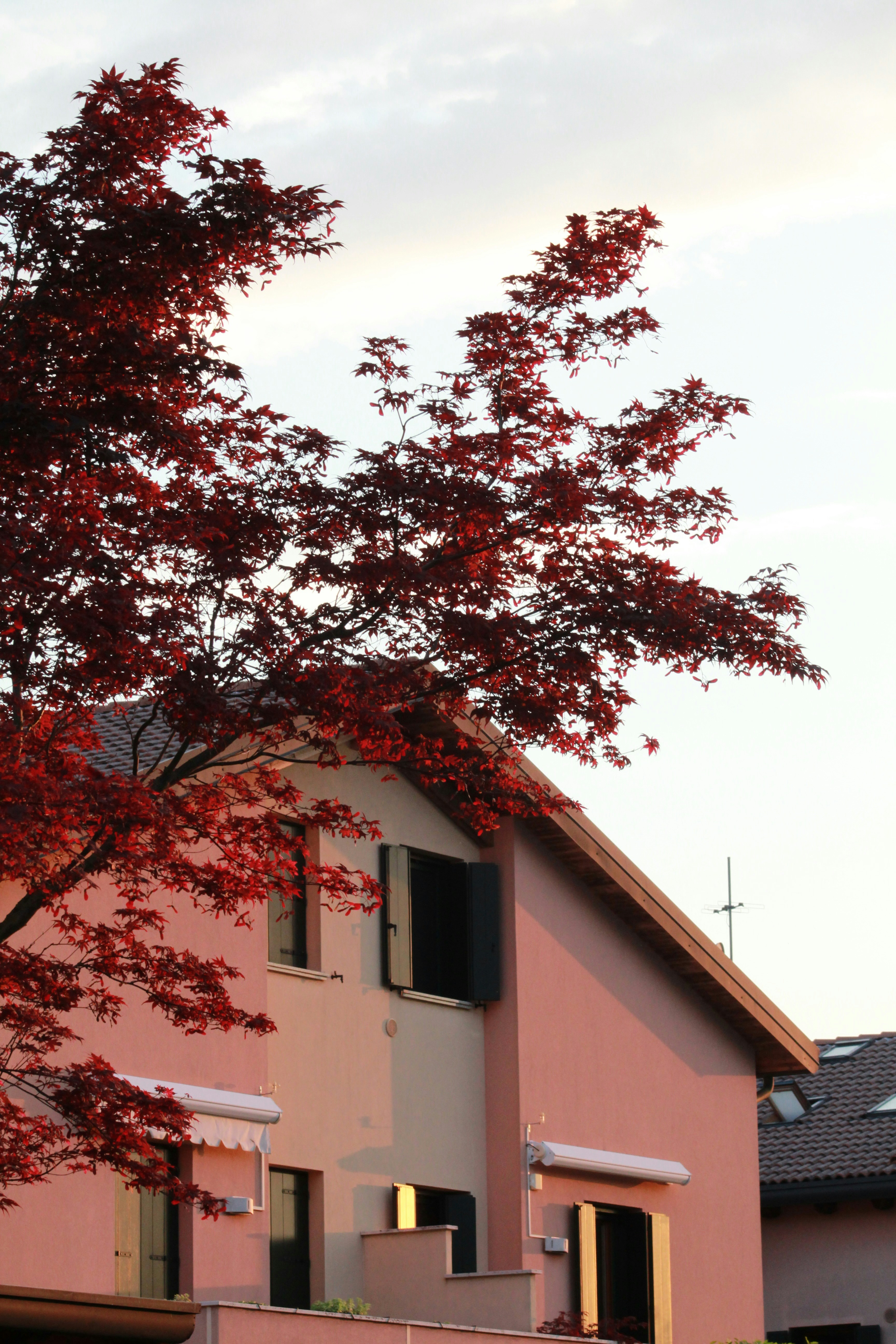 Red Maple Overhang over Quiet Pink House