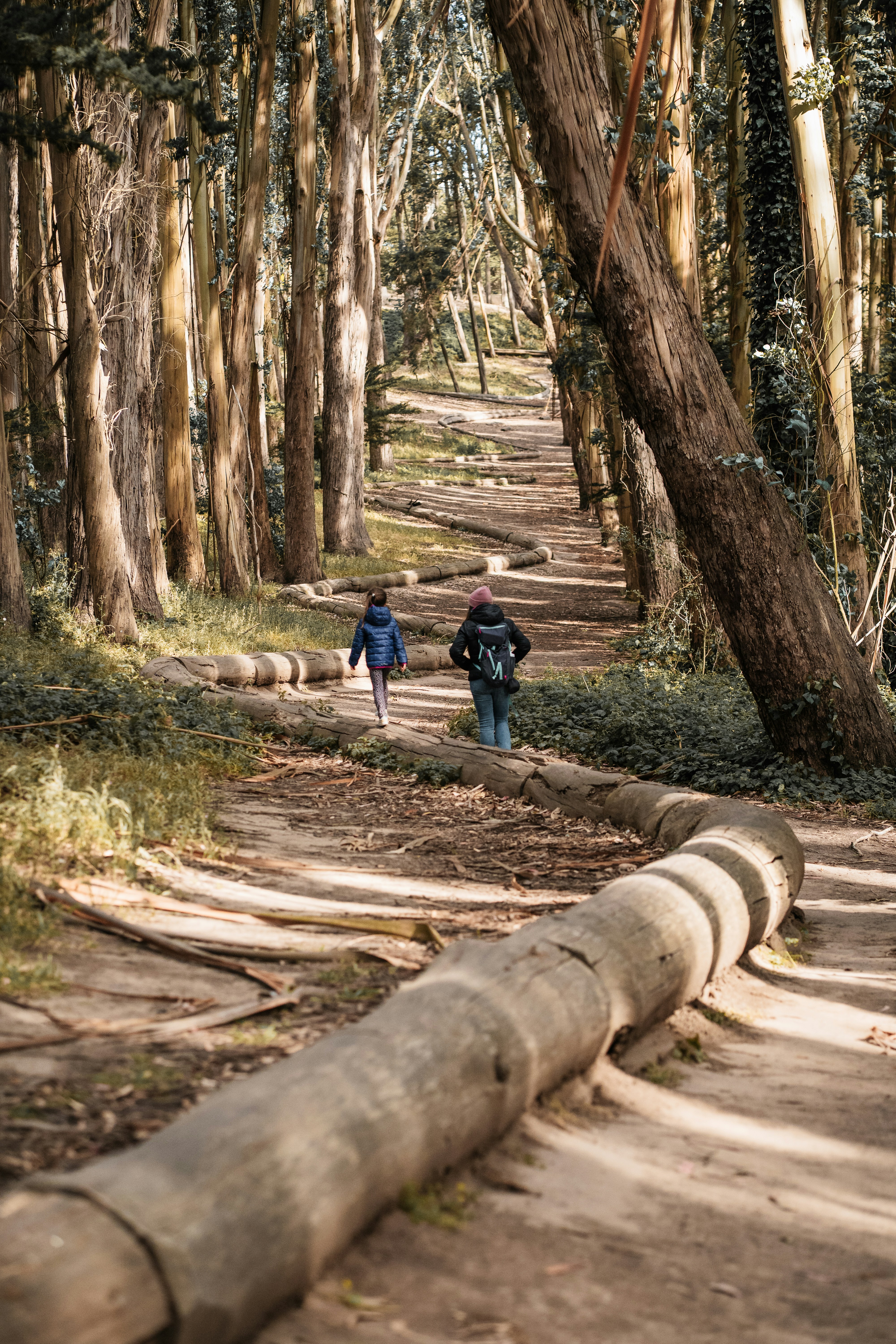 Forest Pathway: Two hikers meander along a sunlit trail