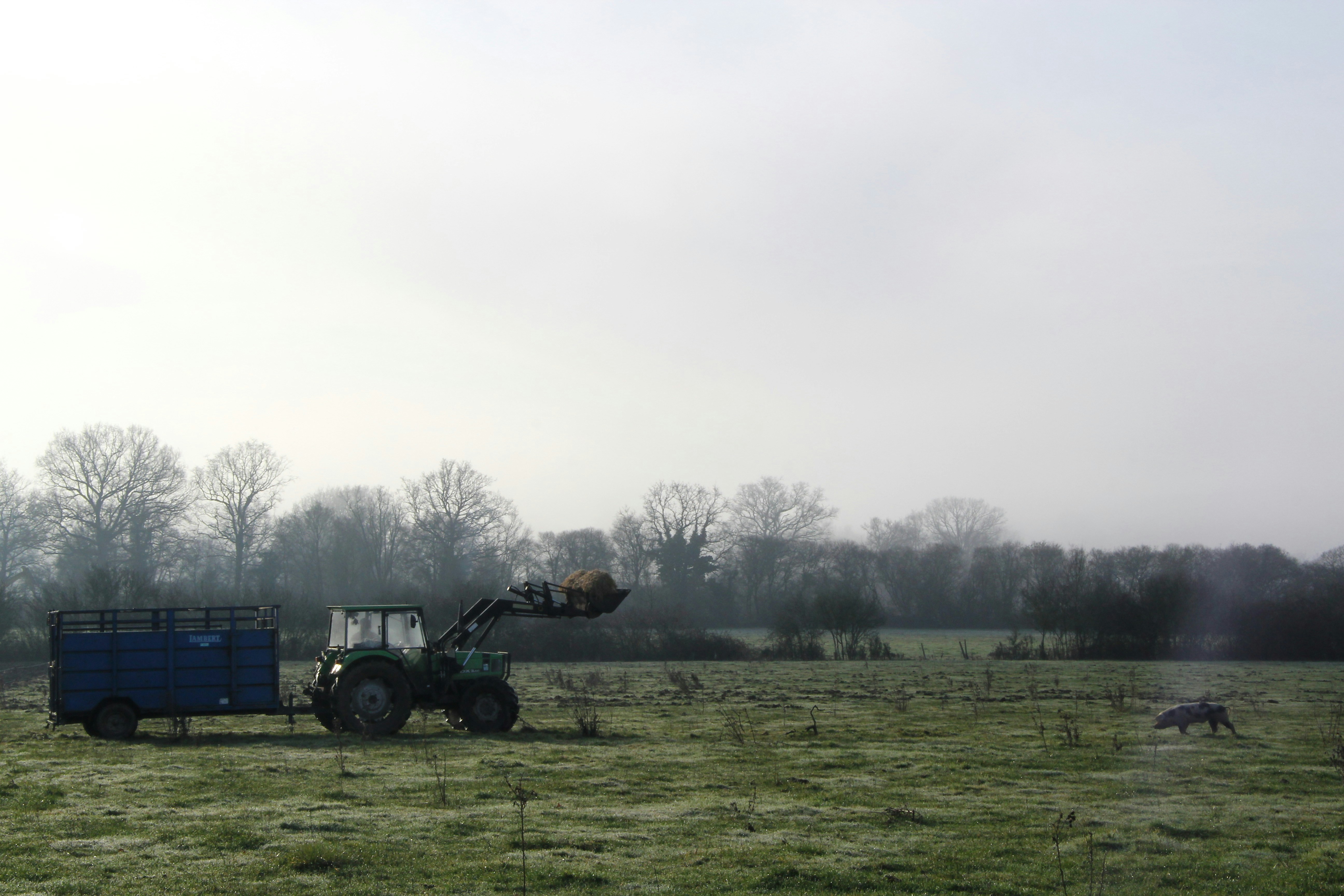 Morning Farmyard Silence: Tractor and Sheep on a Misty Field