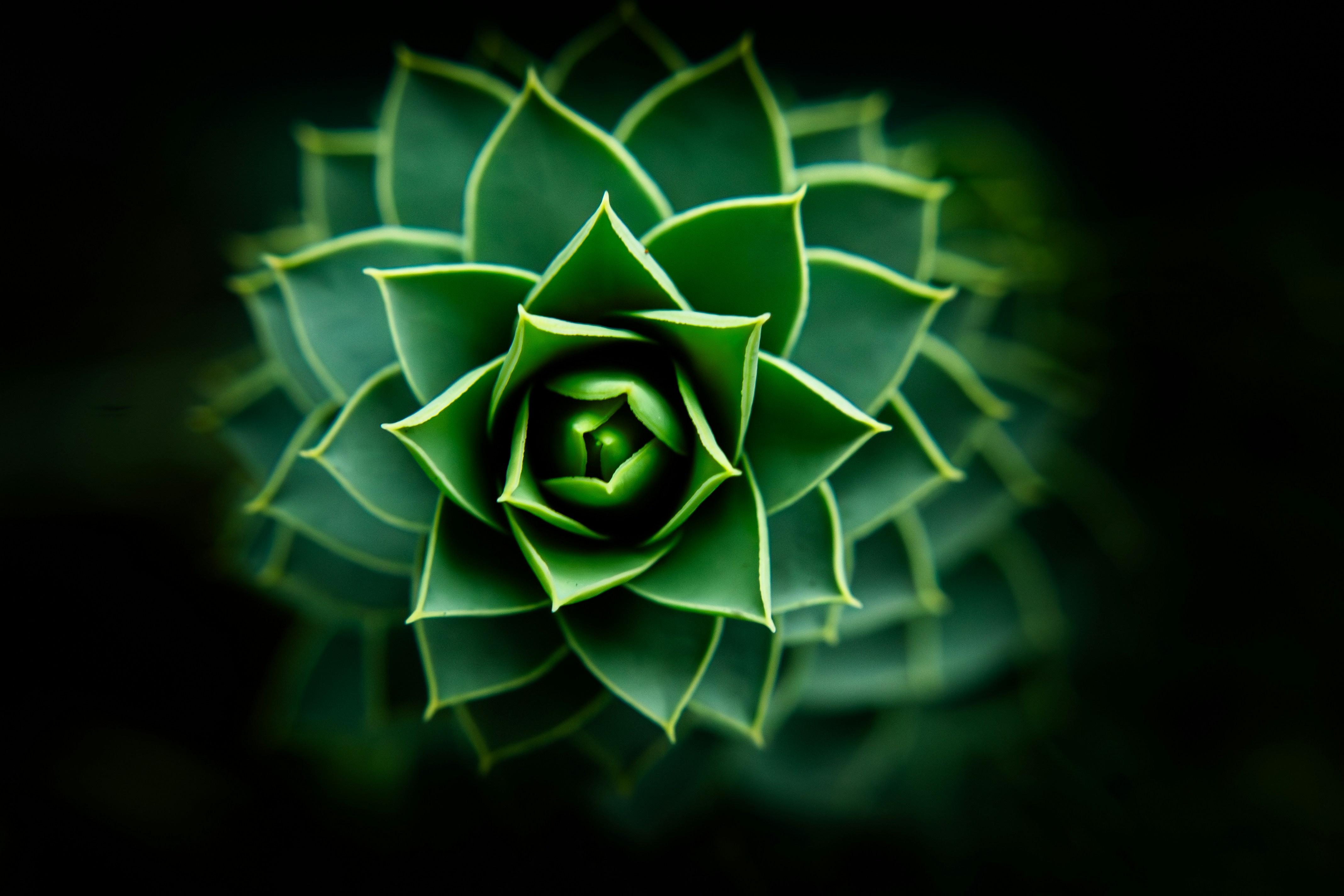 Emerald Rosette: A Central Succulent Spotlight