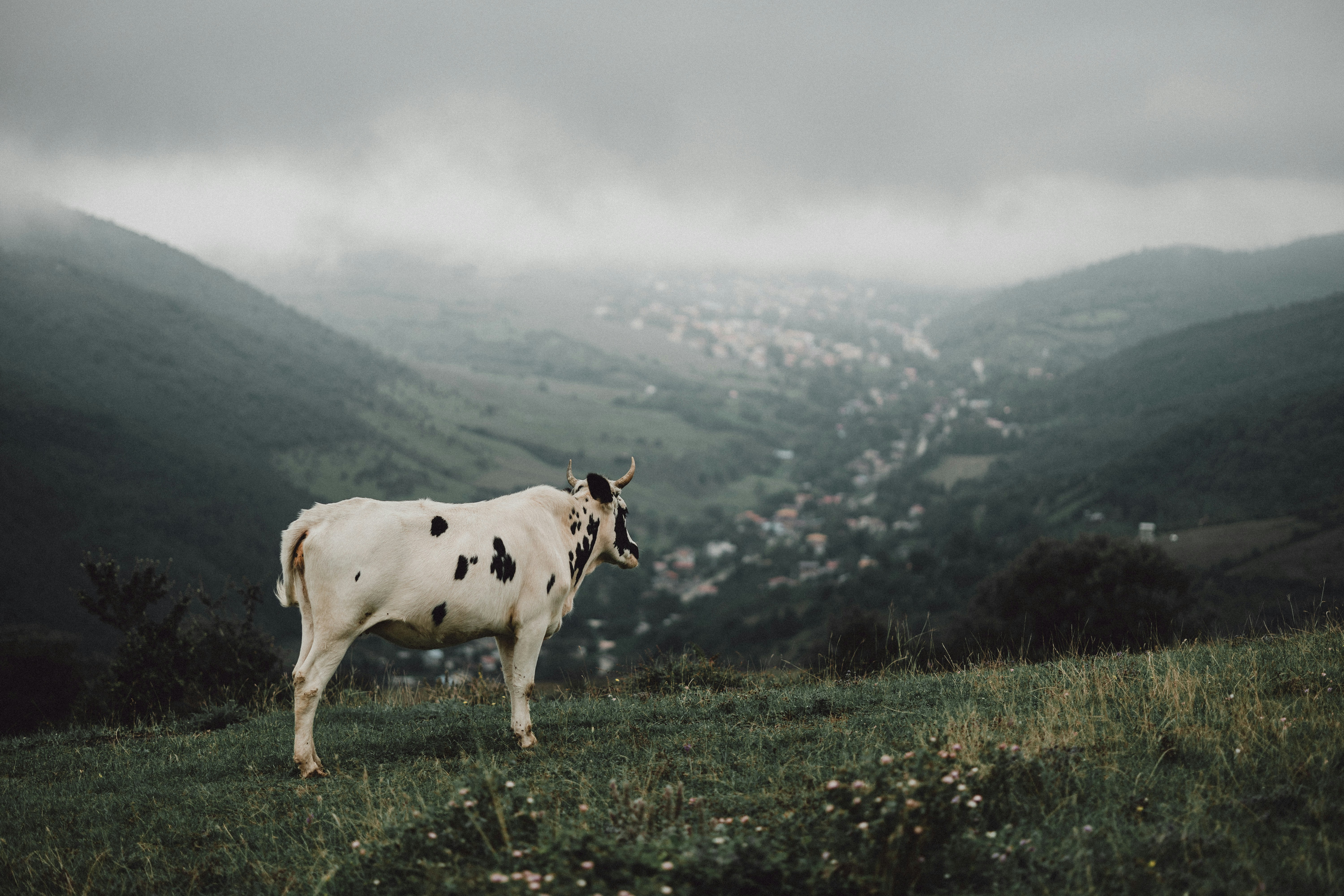 Lonely Cow in a Ridge-Top Clearing