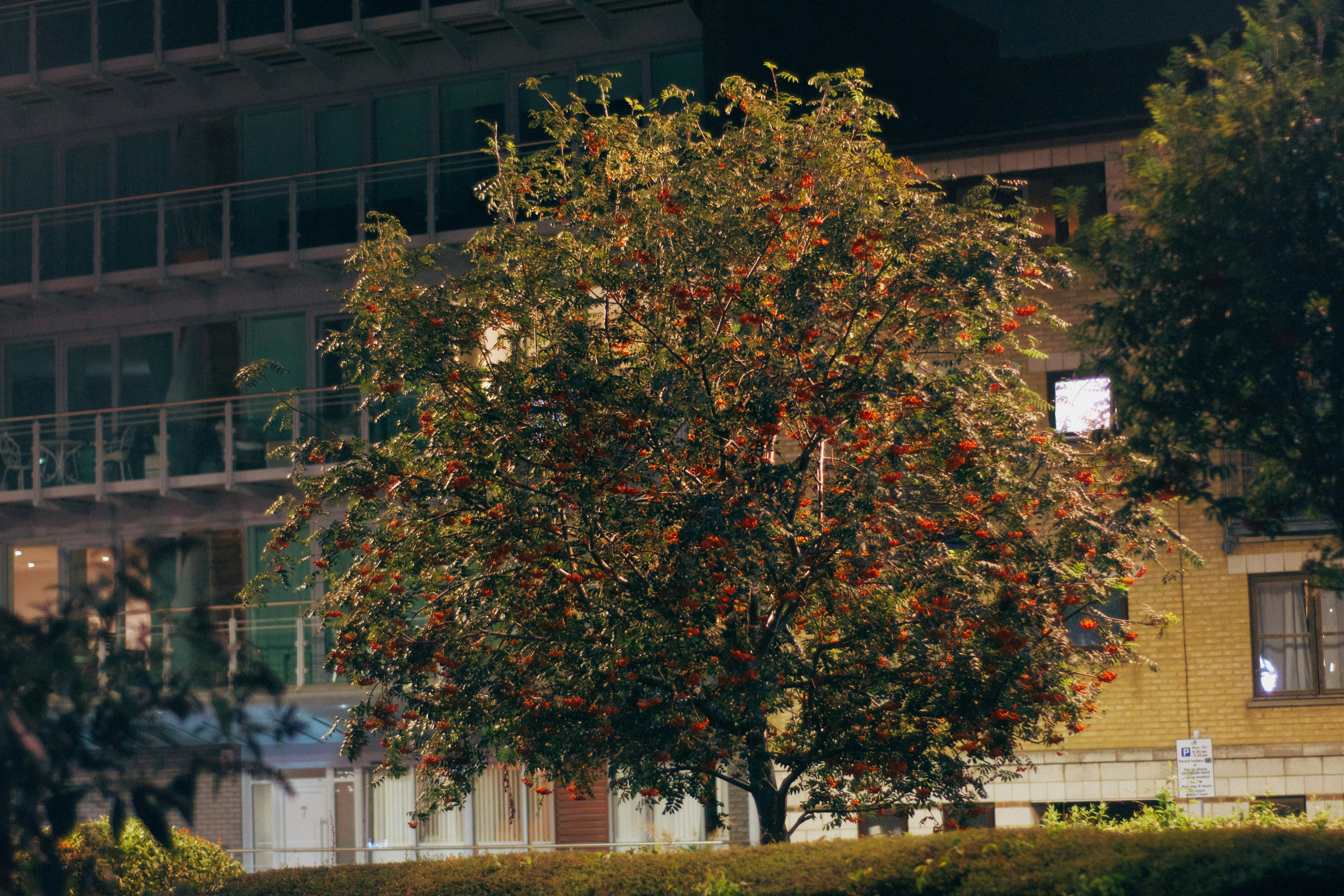 Urban Tree in Front of a Modern Building
