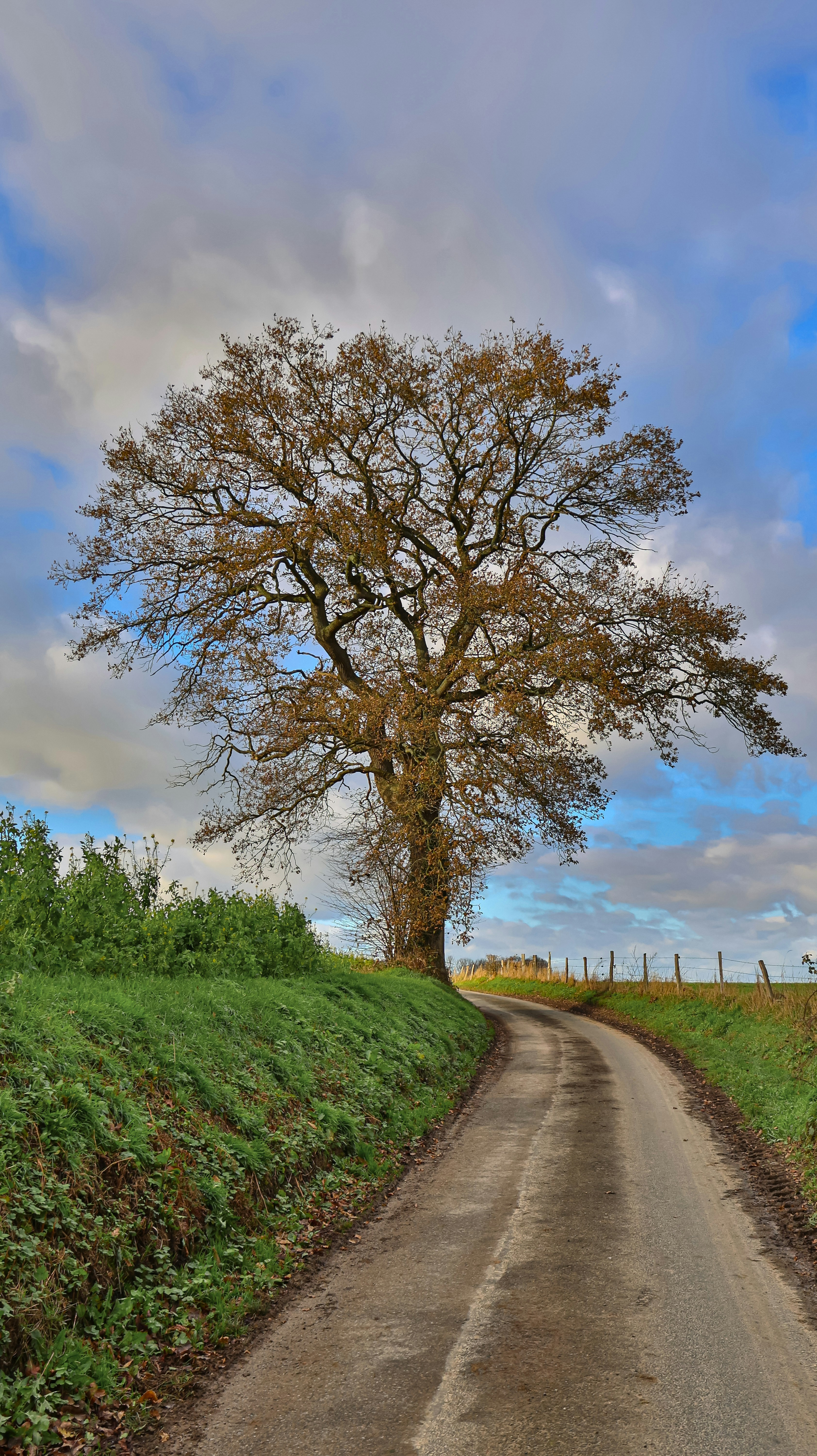 The Lone Oak on the Winding Farm Road