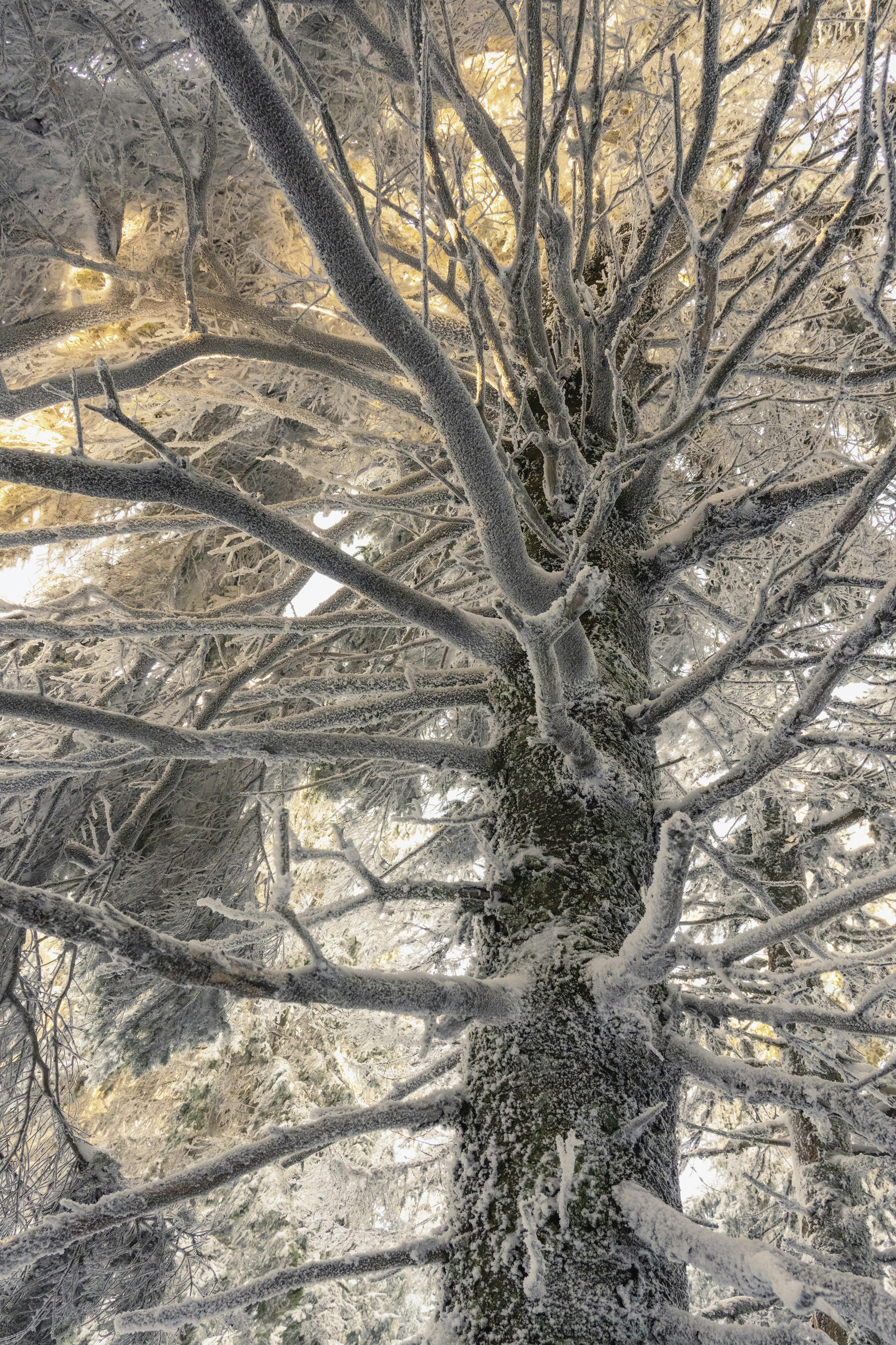 Winter Symmetry: Frost-Covered Branch Network