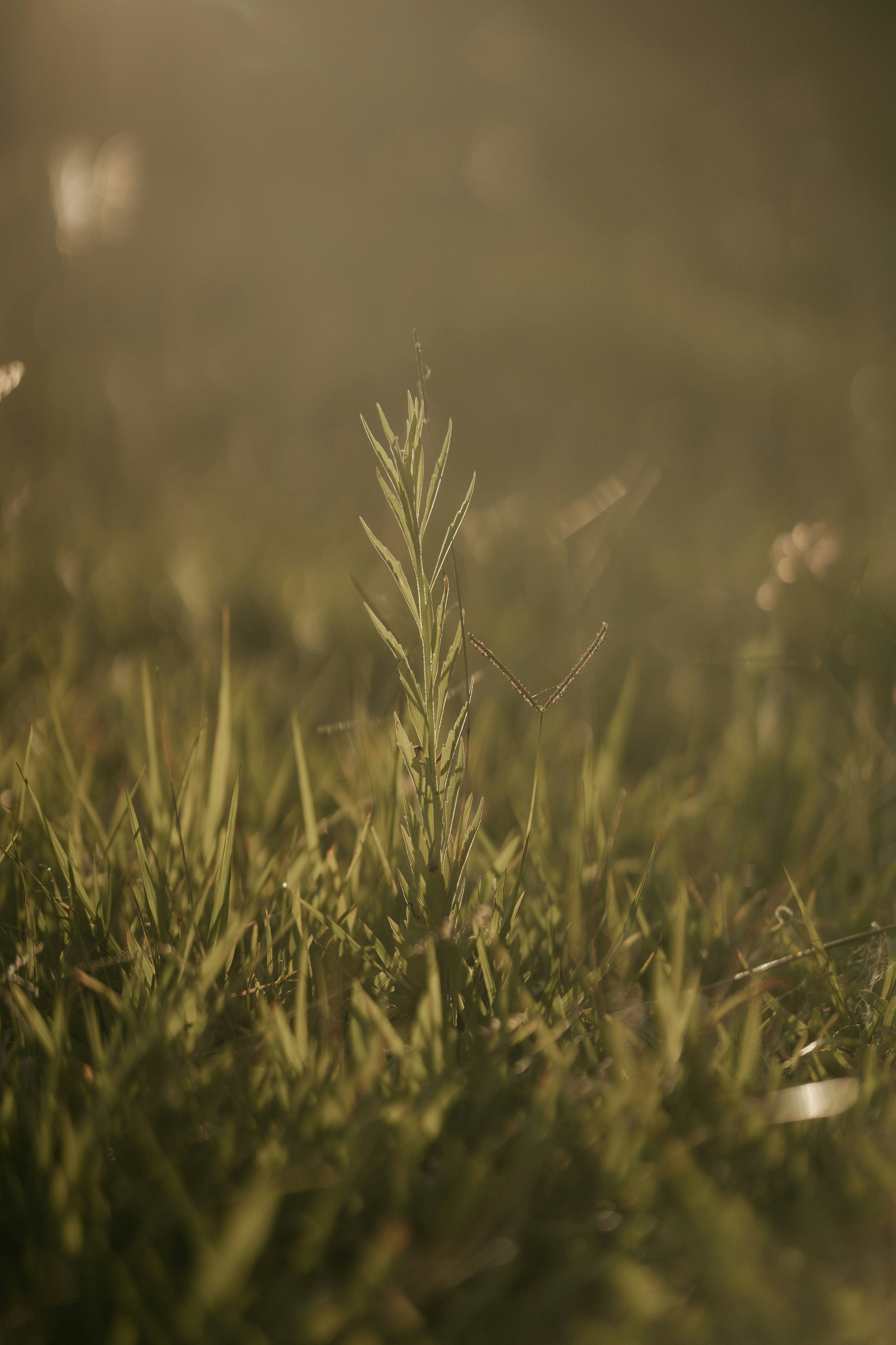 Single Grass Blade in Soft Backlit Glow