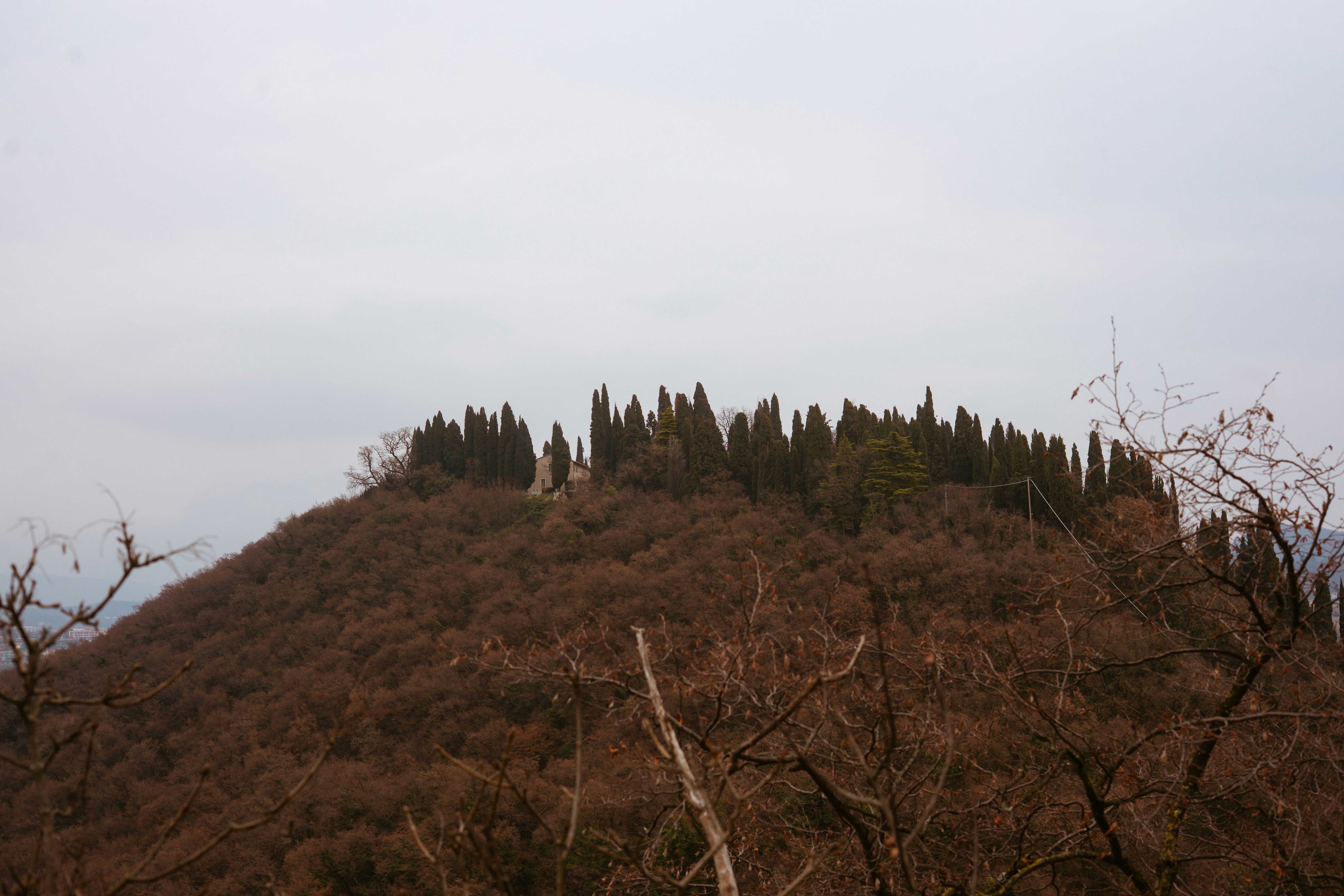 Hillcrest Orchard Edge: Silent Row of Conifers Against Winter Toward the Sky