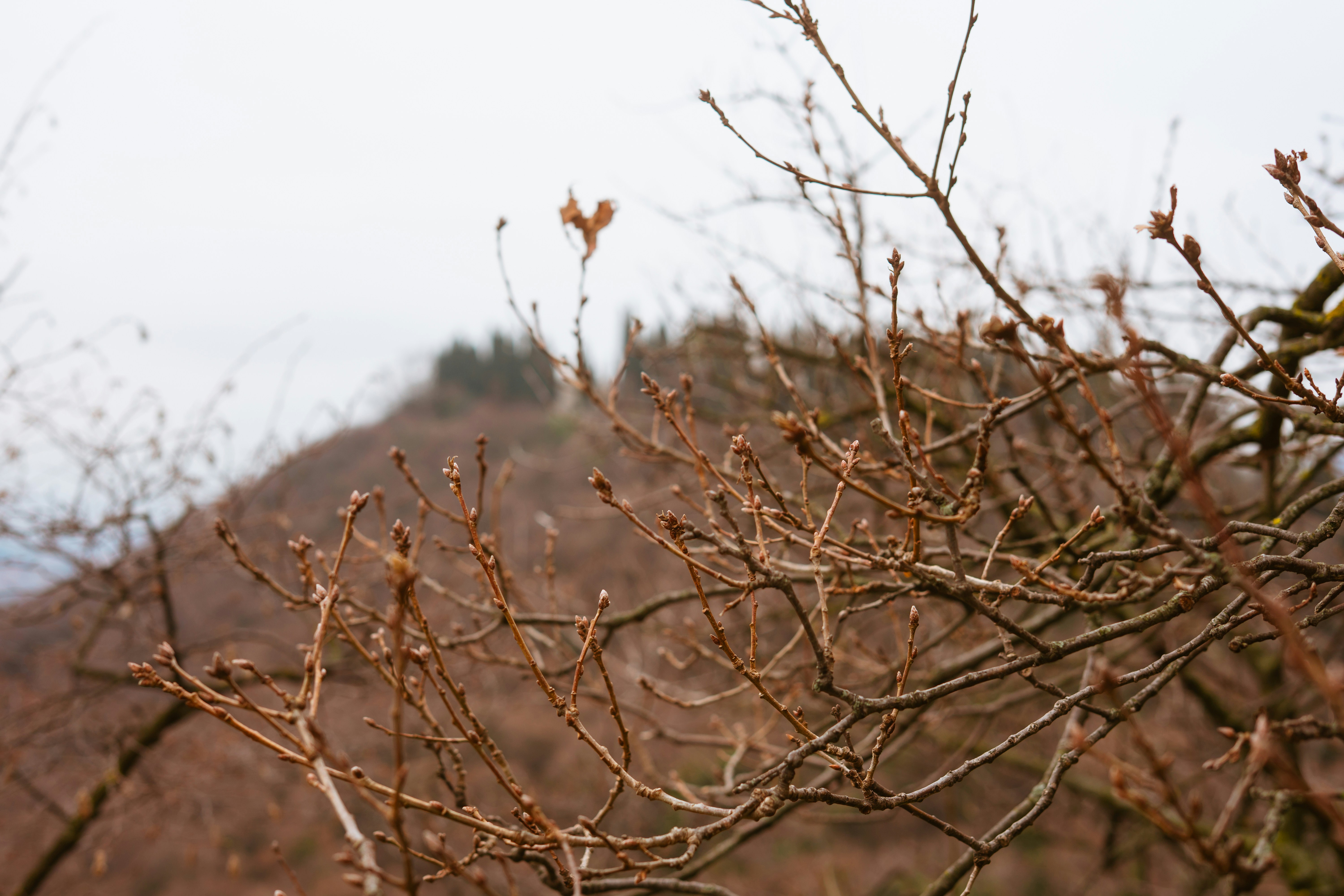 Bare Branches Against a Misty Hill