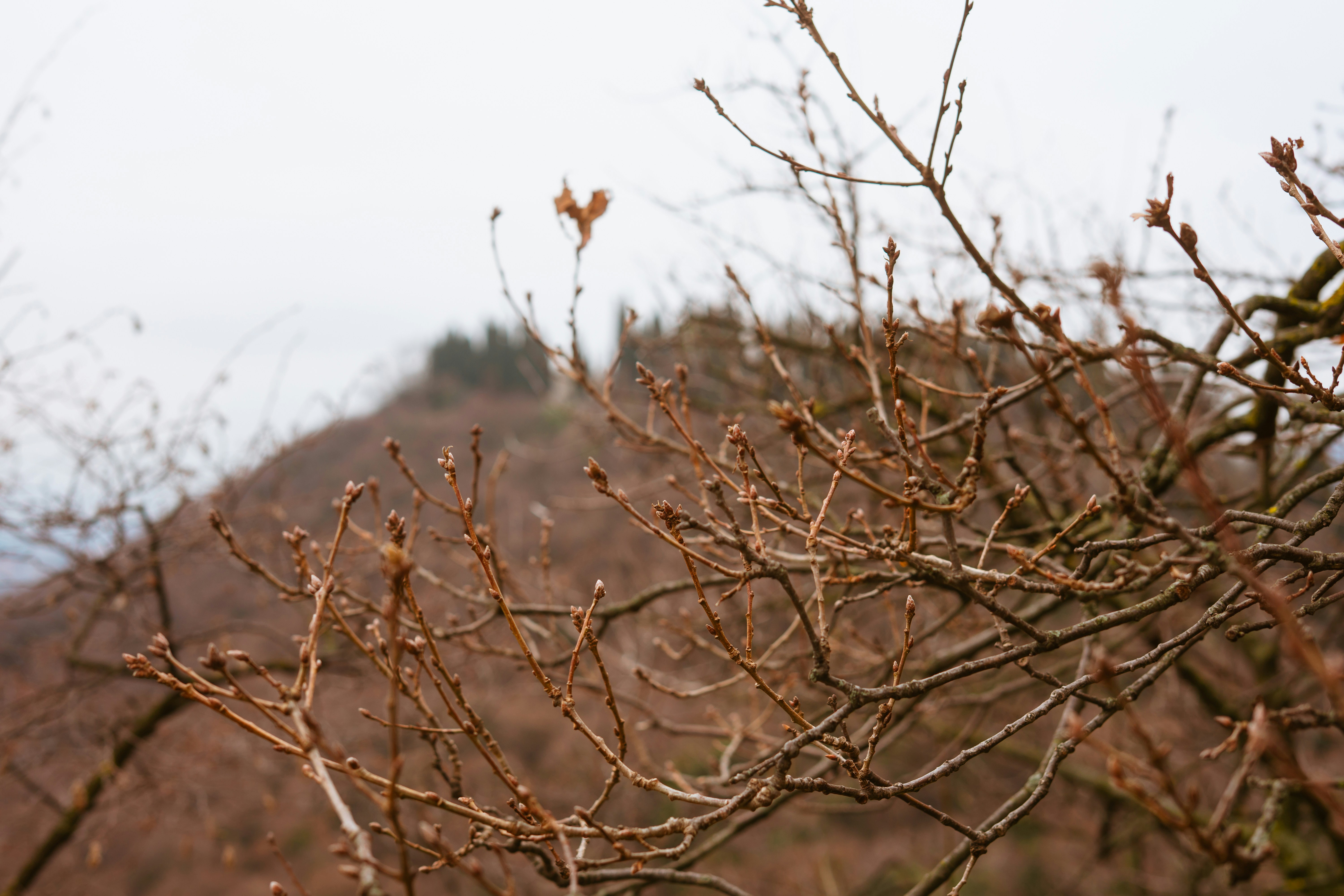 Winter Branches Reaching Toward a Misty Horizon