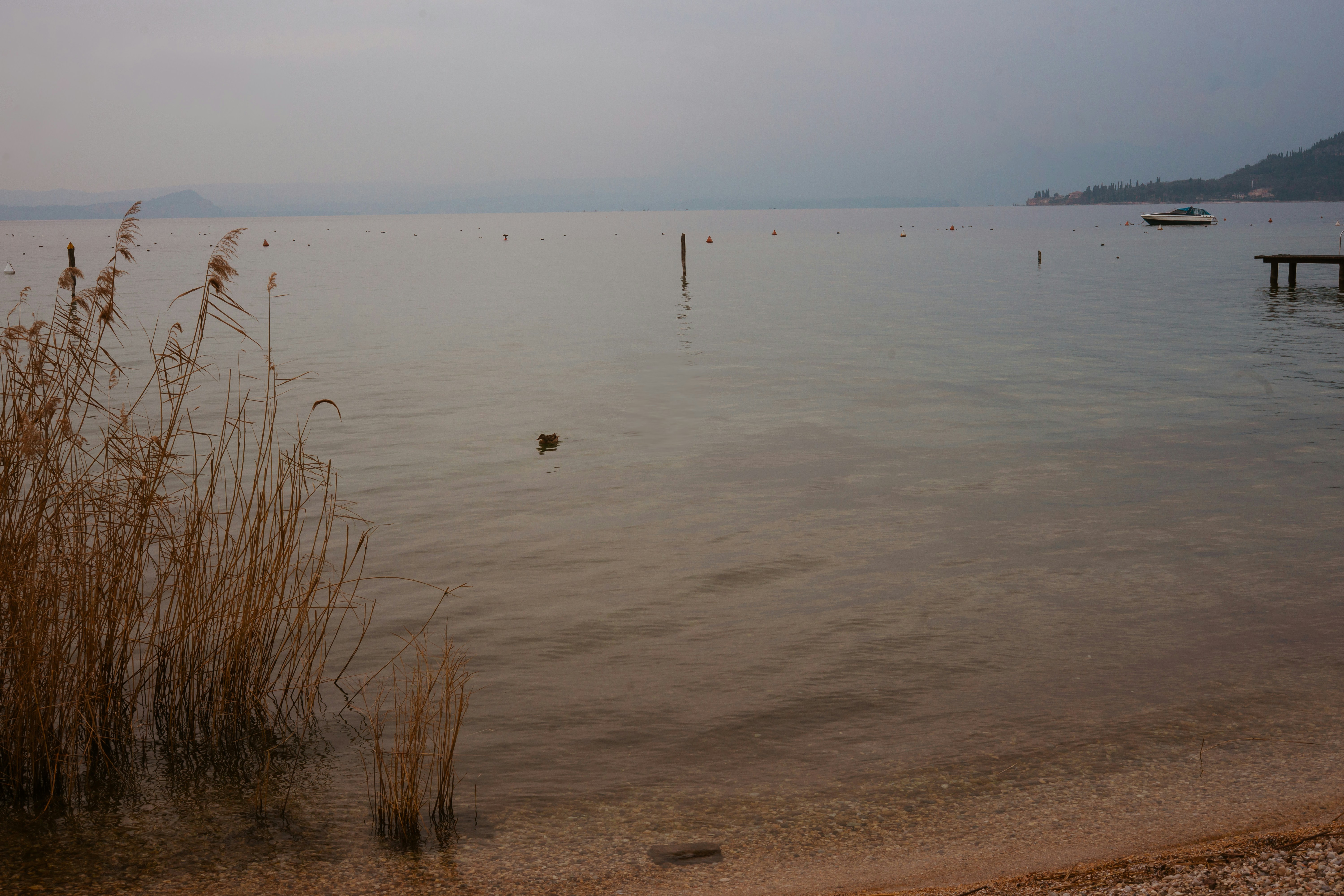 Calm Shoreline Under Horizon Mist