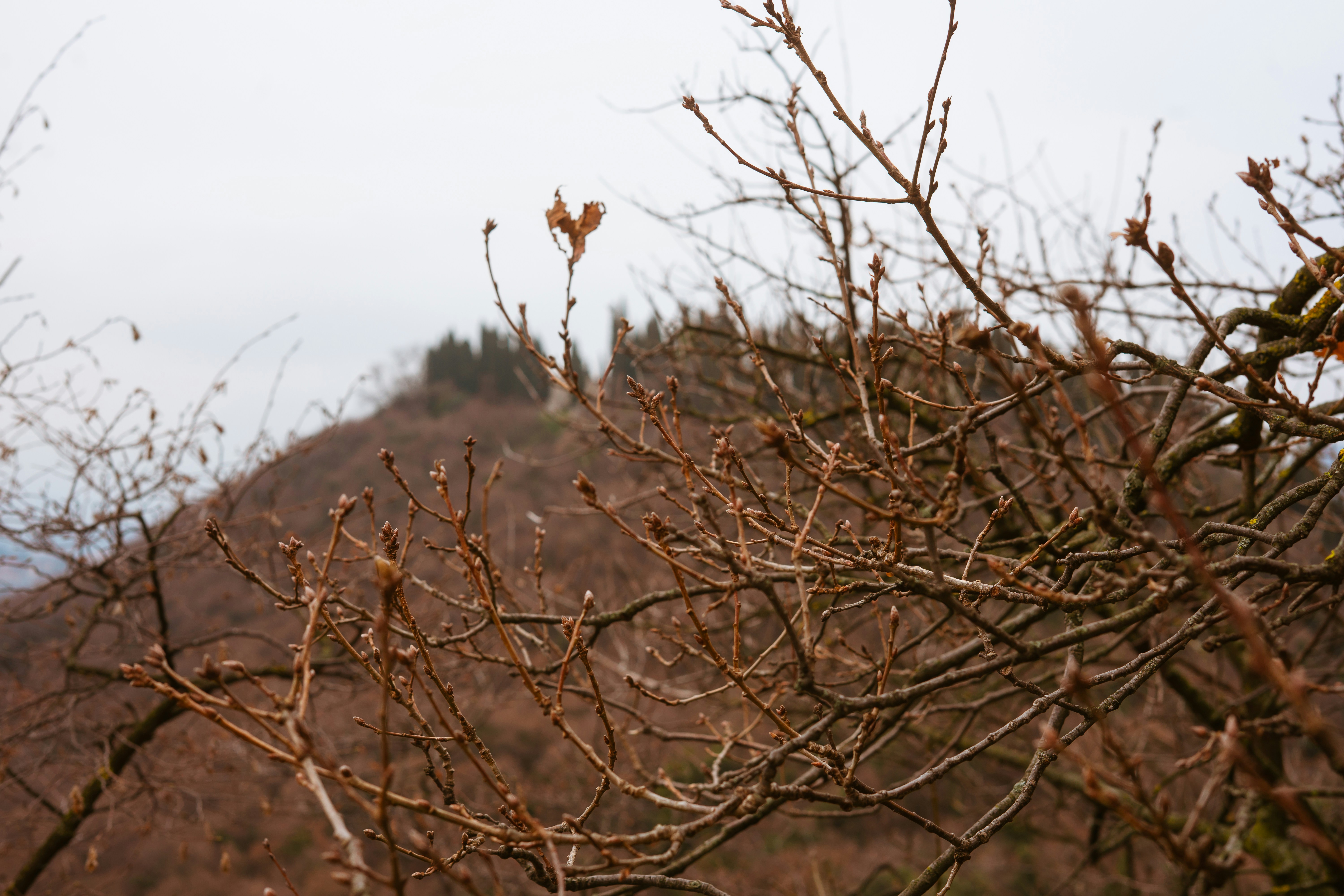 Winter Branches Framing a Distant Ridge