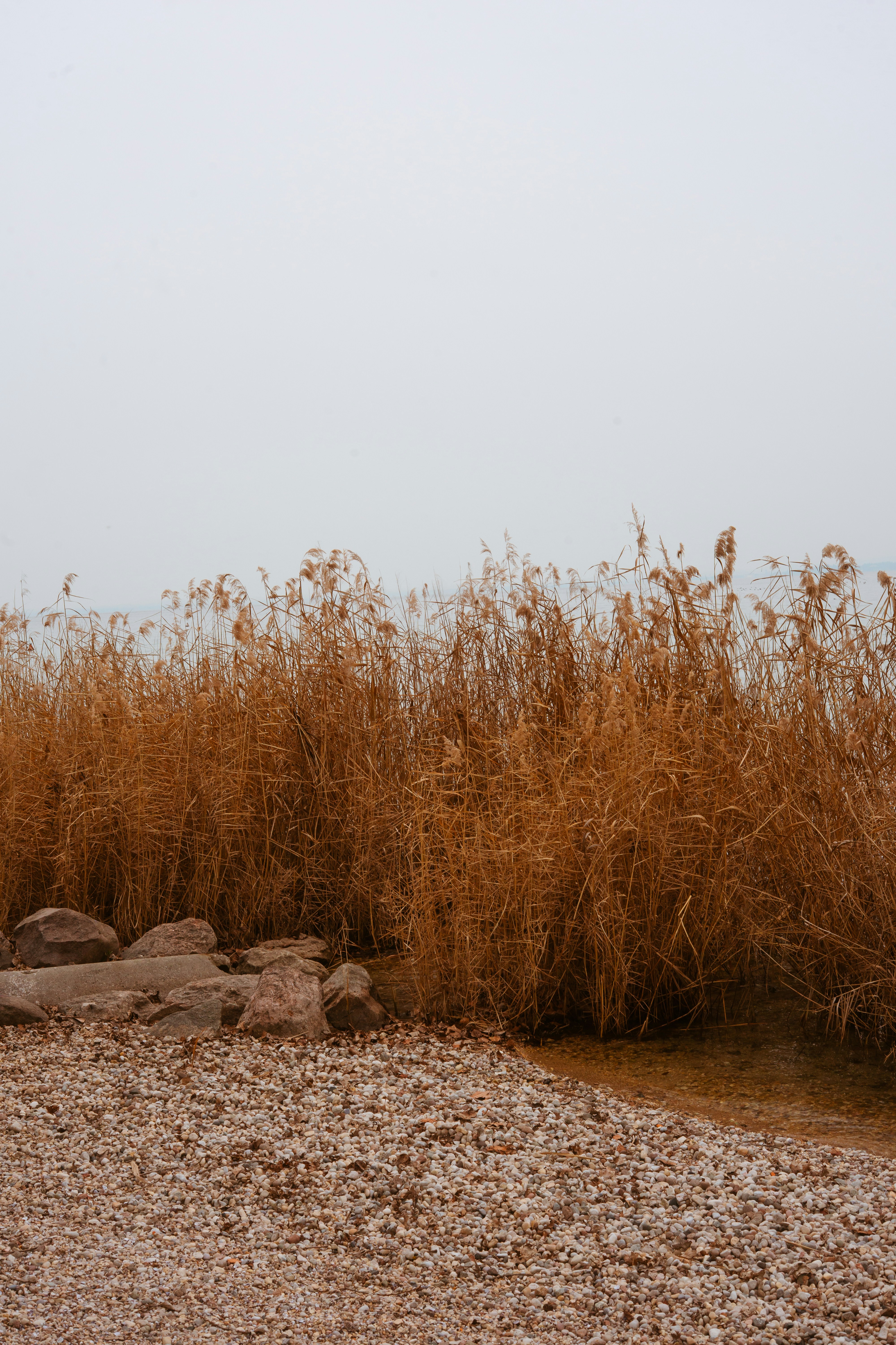Golden Reed Horizon over Pebbled Shore