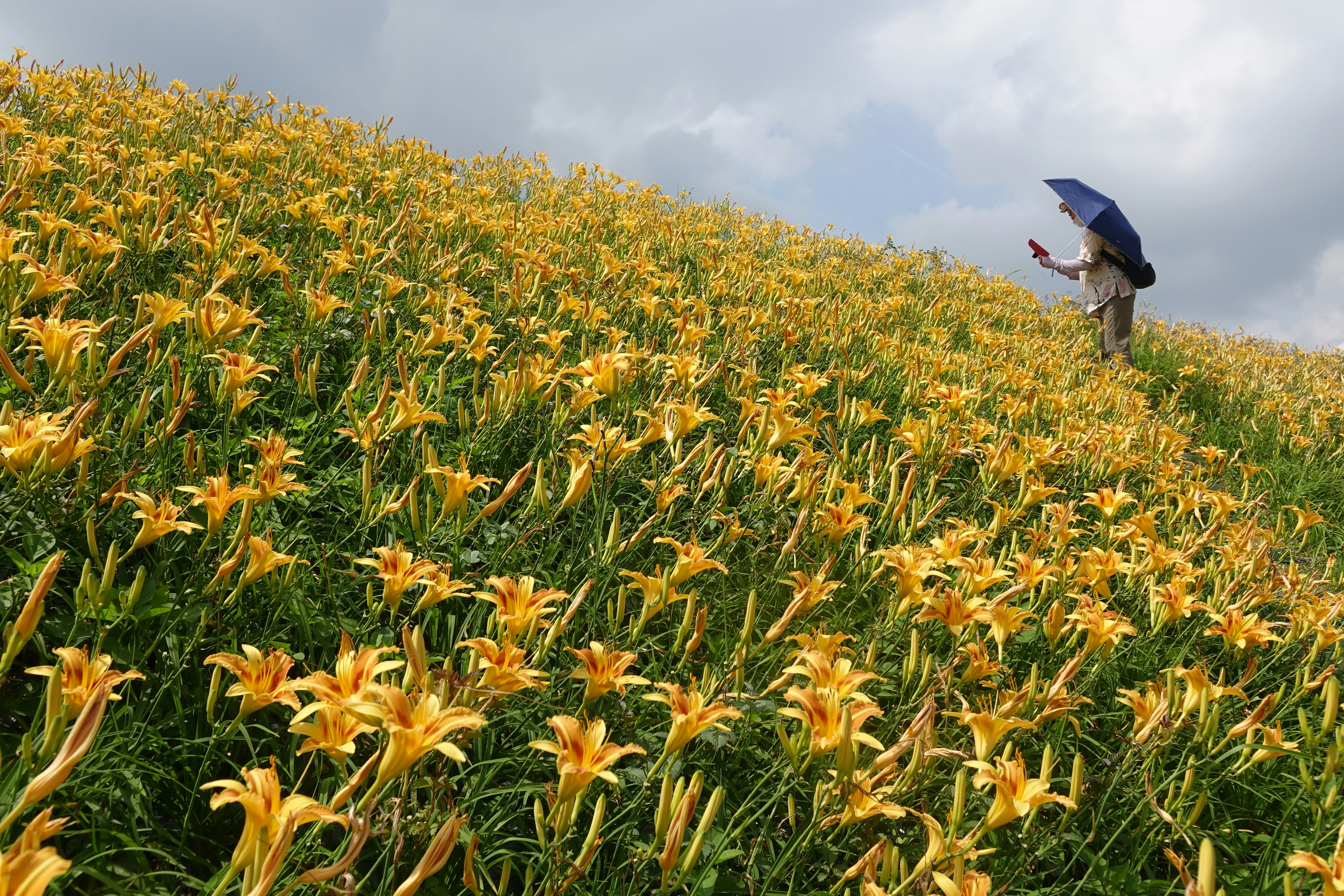 Person with umbrella in a field of orange lilies
