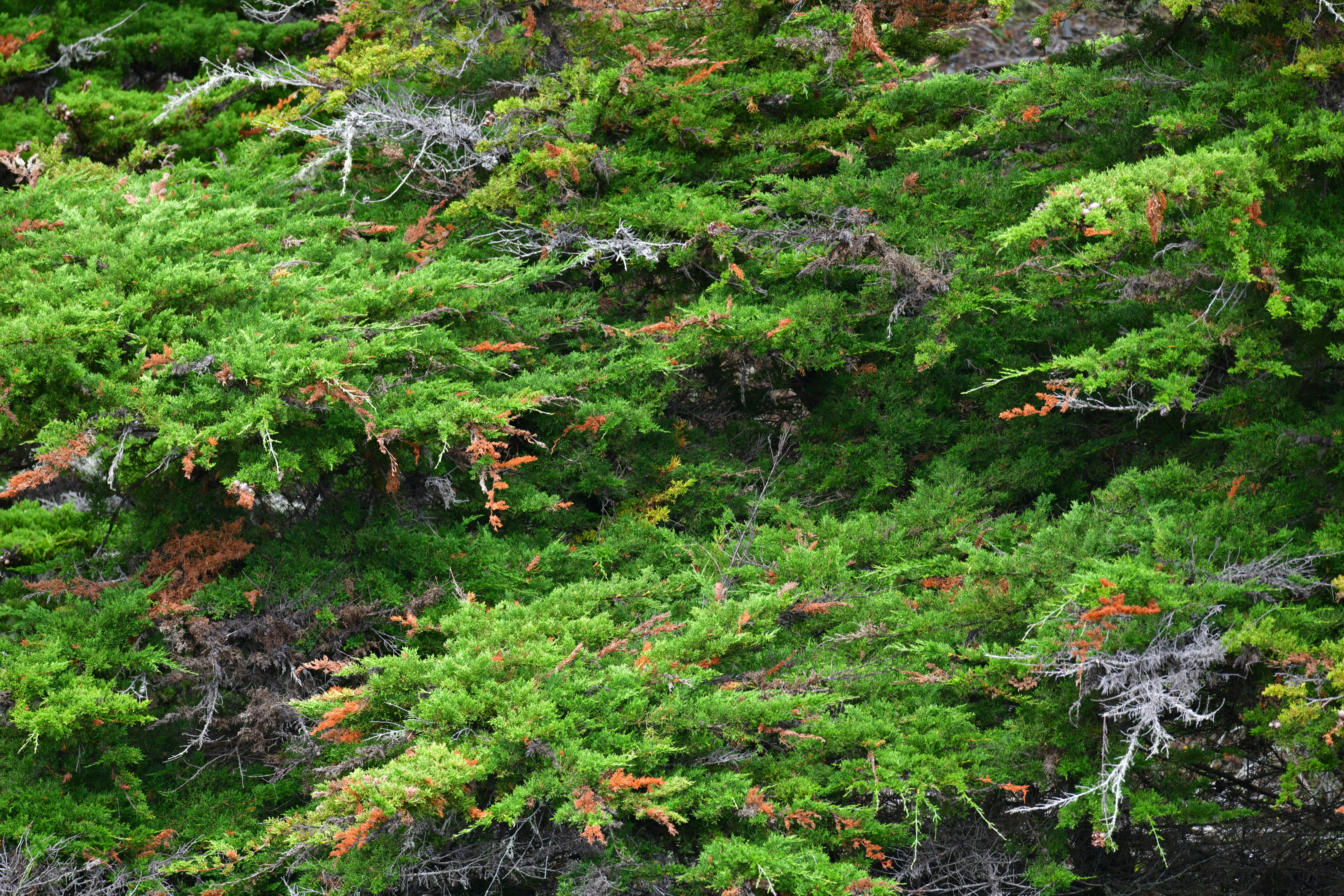 Verdant Low-Forest Canopy Understory