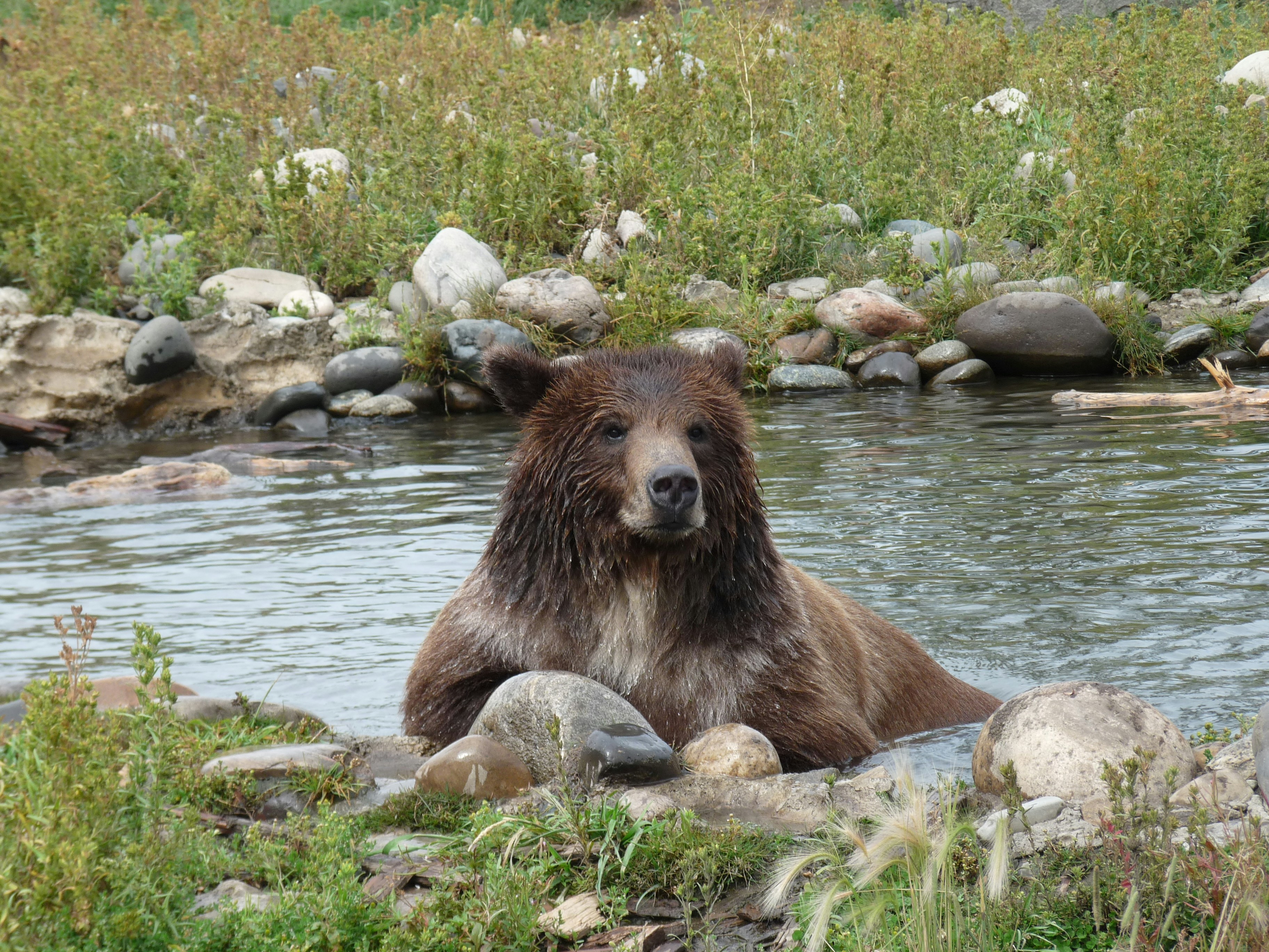 A grizzly bear rests in shallow water surrounded by rocks.