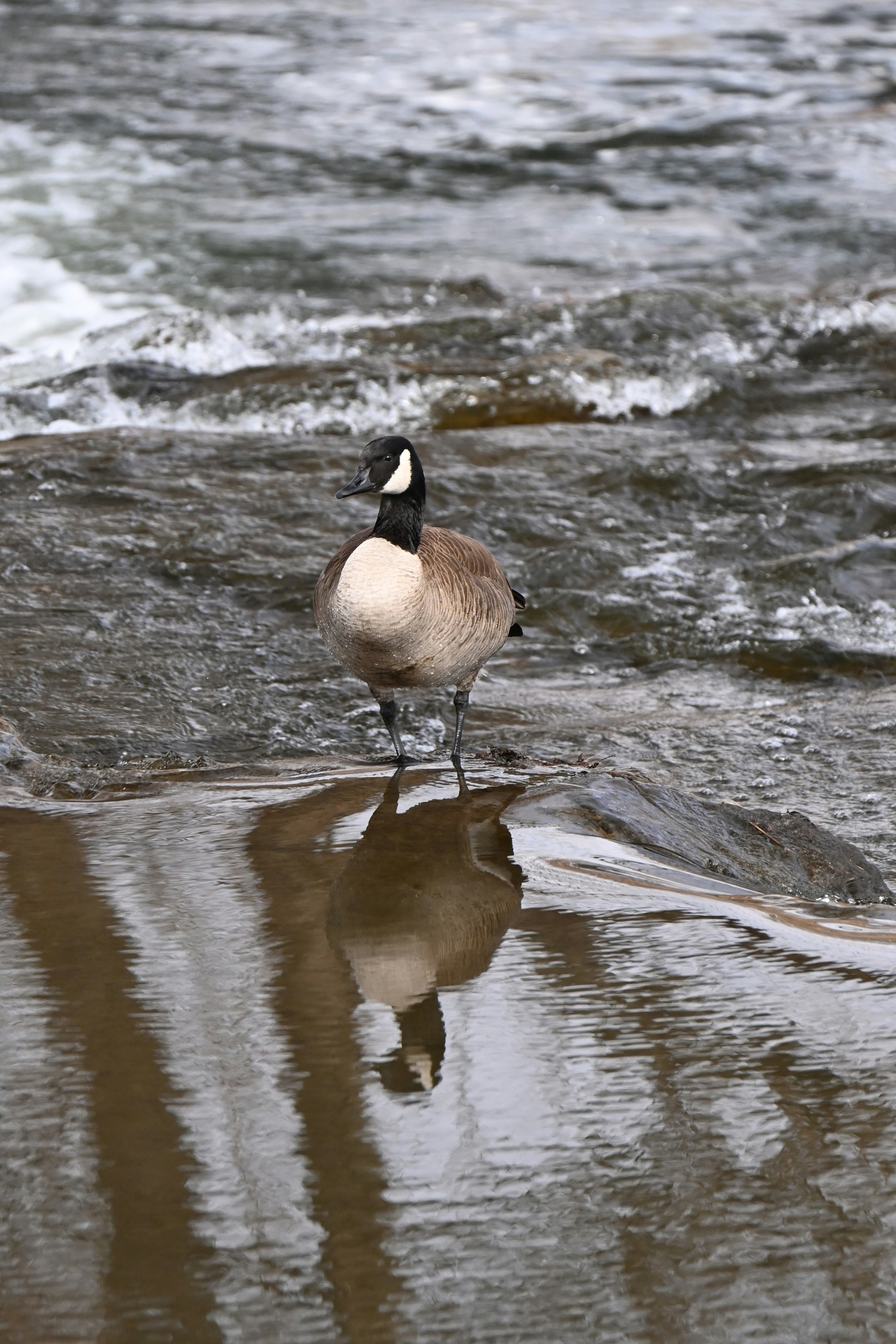 Snowbound Goose: Stillness at the River's Edge