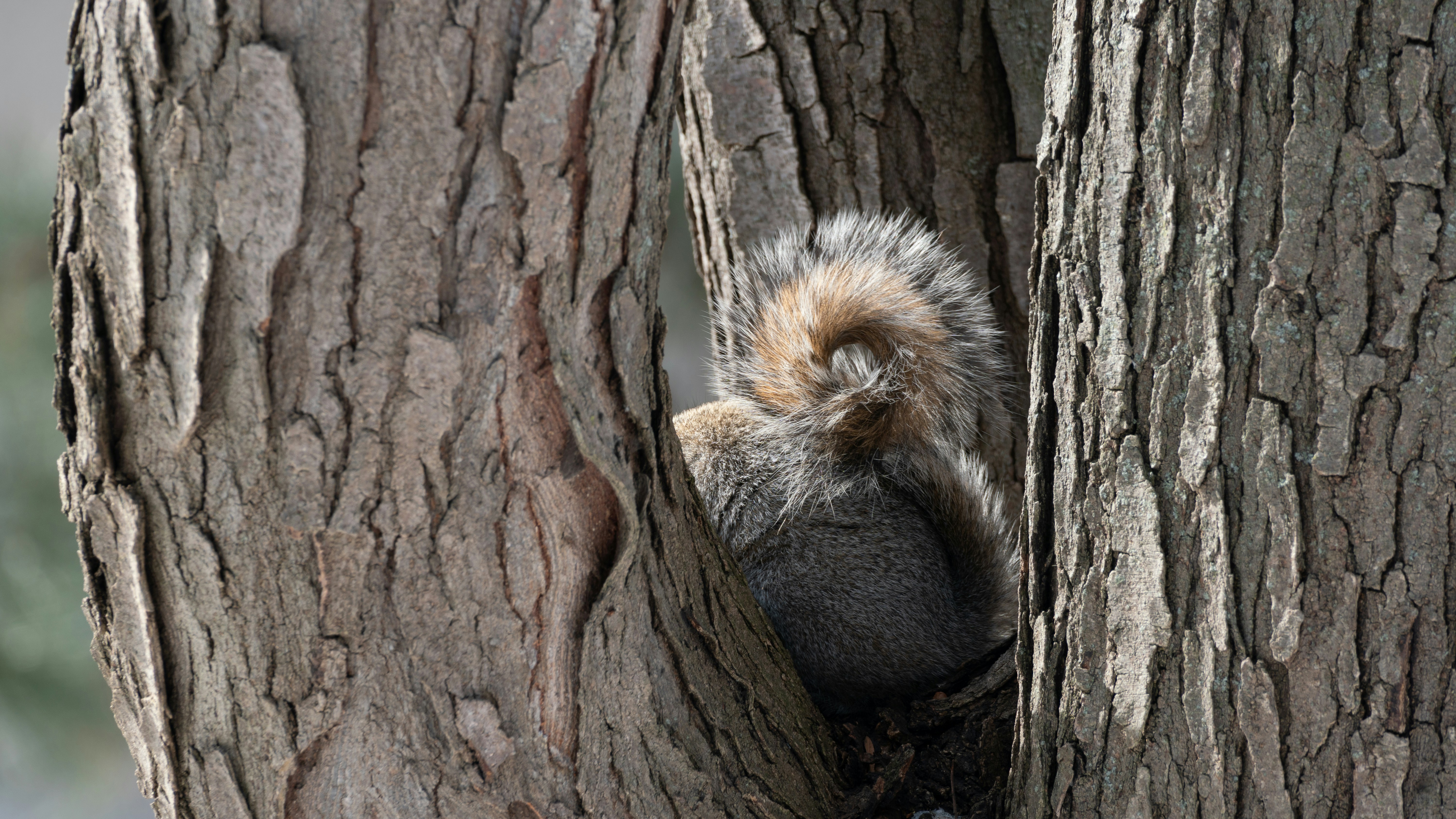 Hidden Squirrel Amid Barked Arches