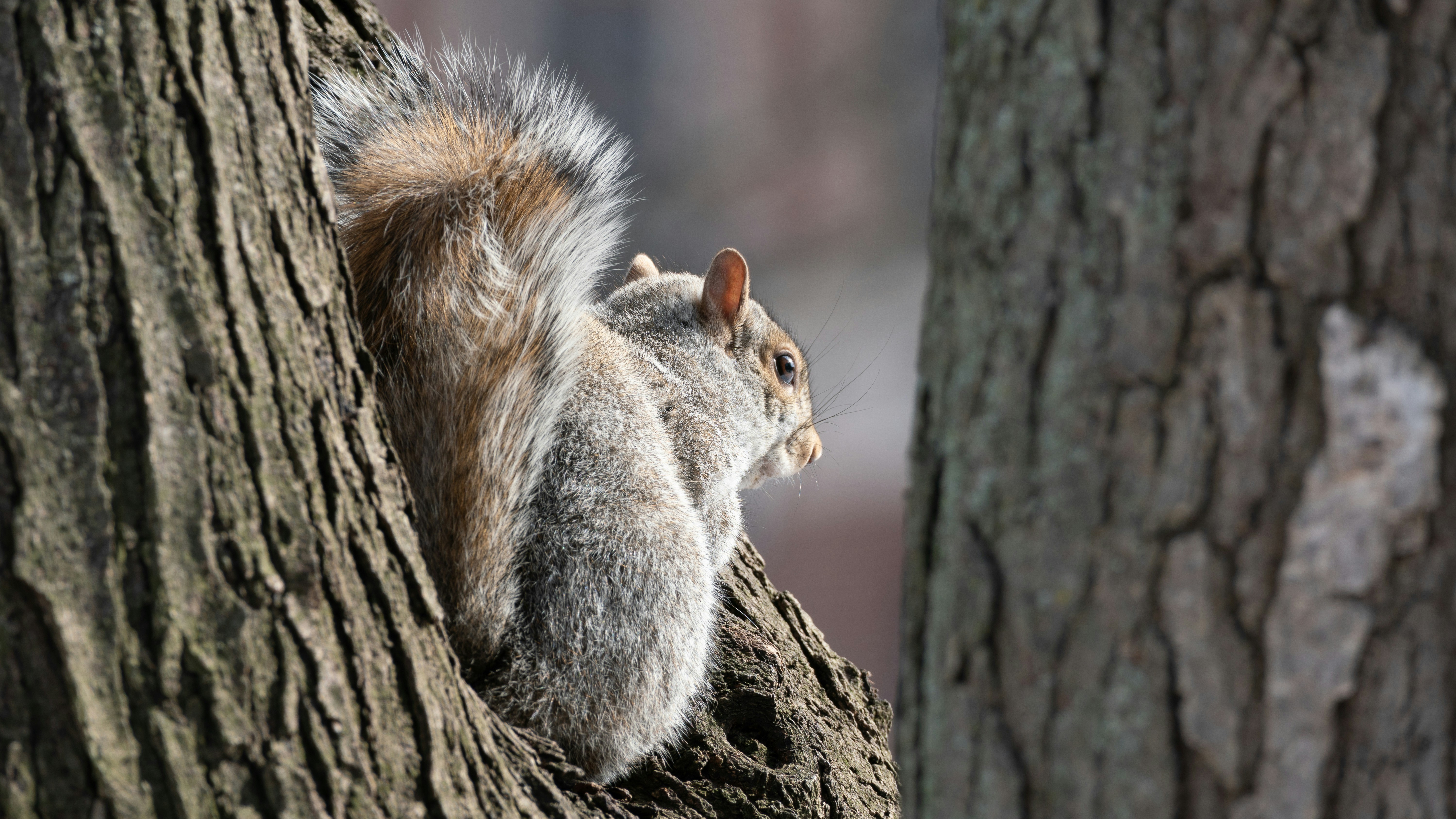 Curious Squirrel On a Barky Stage